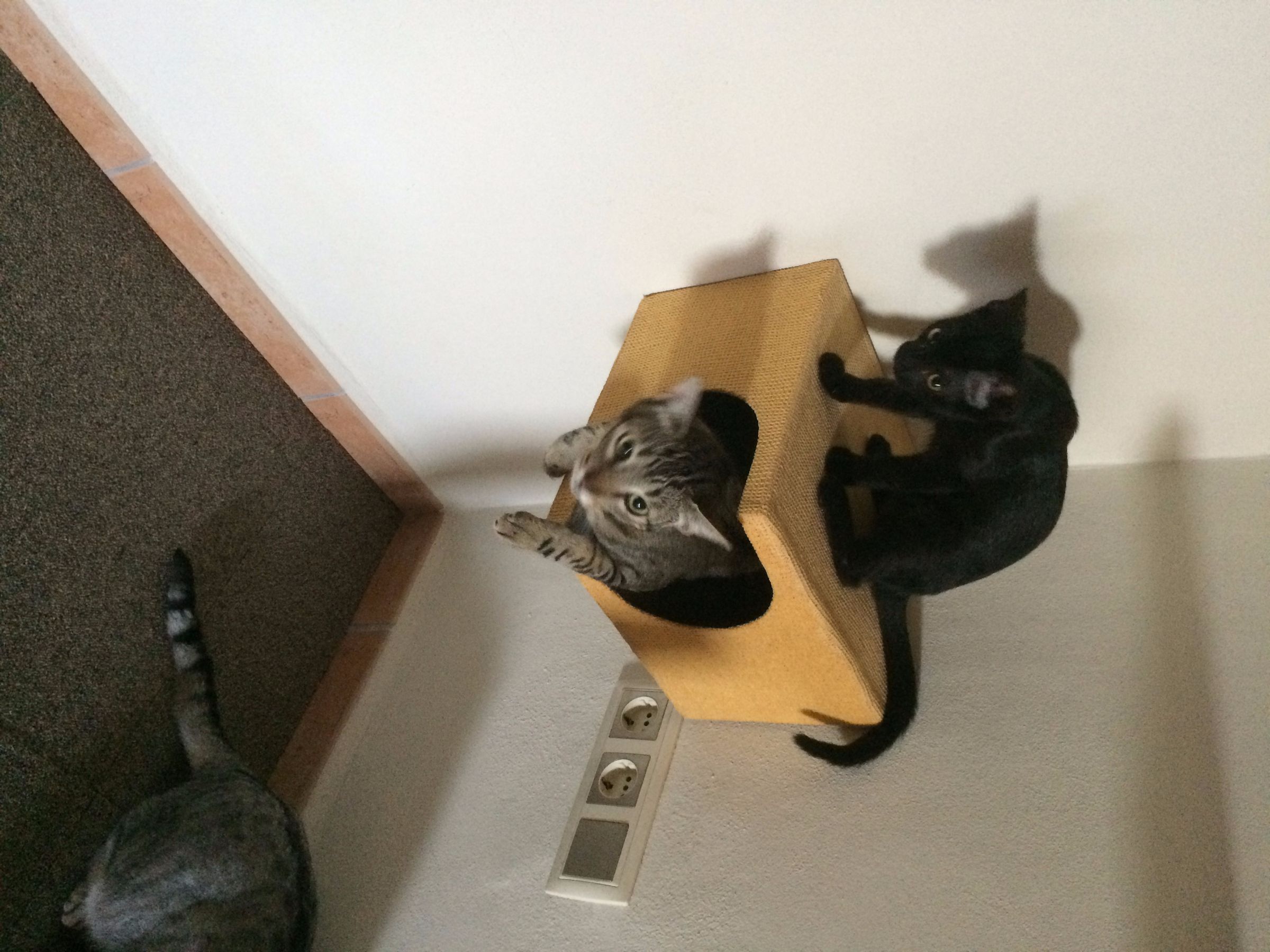 Cats' Corner : 10 Steps - Instructables
