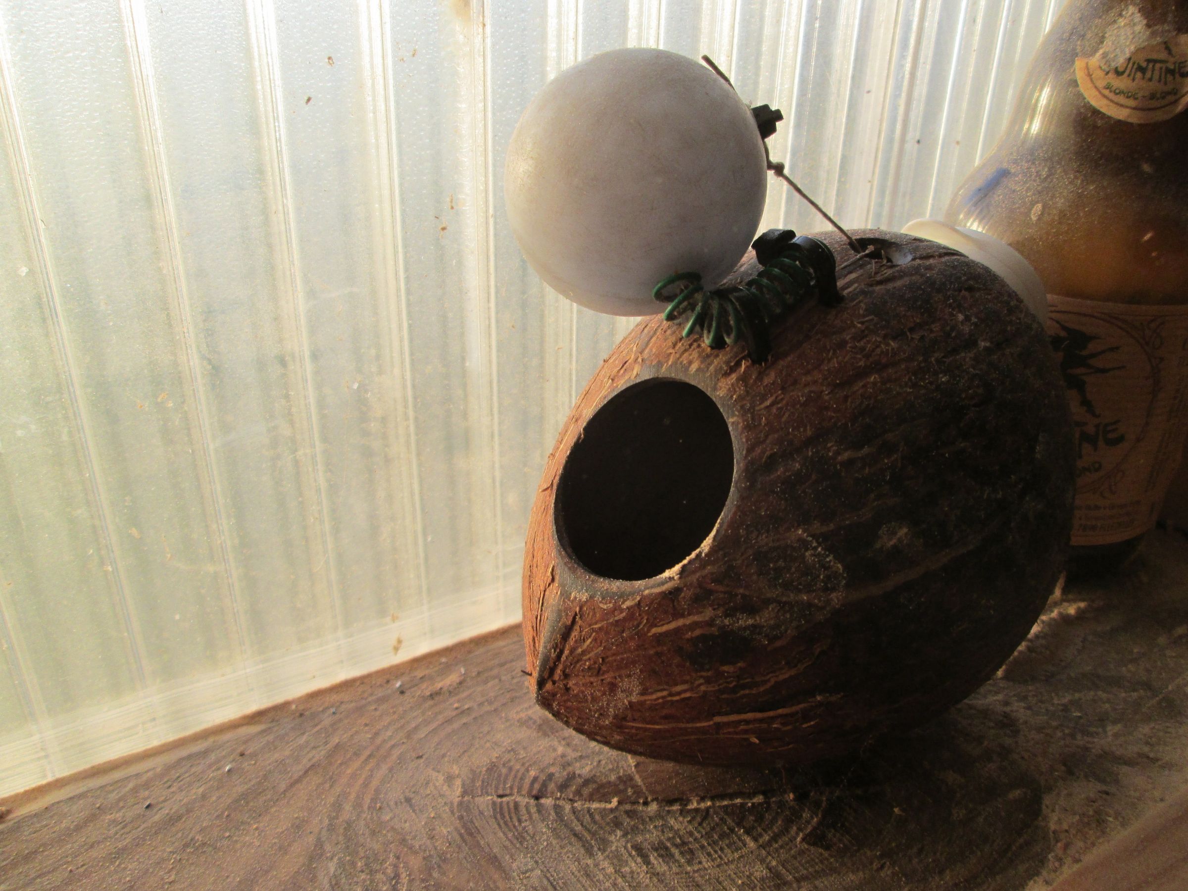 Coconut Mouse Trap : 4 Steps (with Pictures) - Instructables