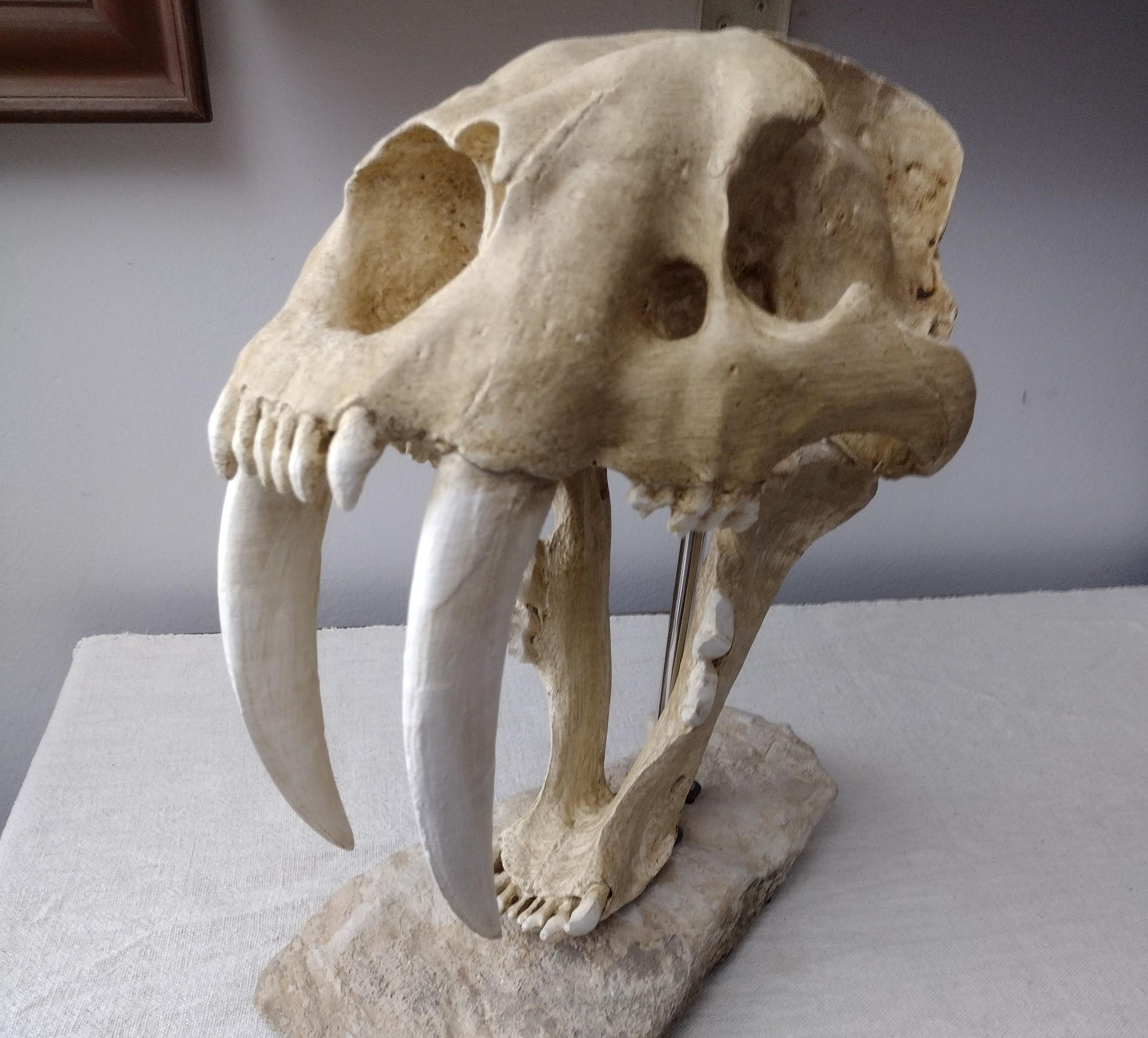DIY Ice Age Fossil Replicas : 8 Steps (with Pictures) - Instructables