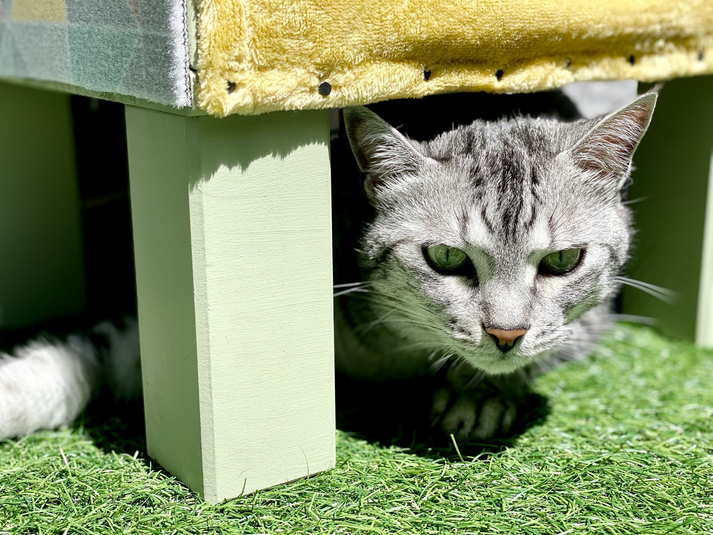 Cube Cat House : 11 Steps (with Pictures) - Instructables