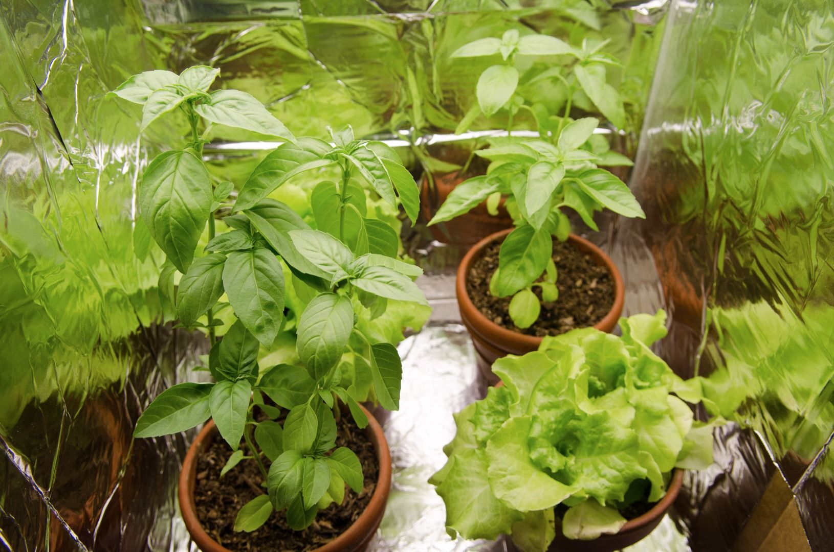 Small Indoor LED Plant Grow Room : 4 Steps (with Pictures) - Instructables