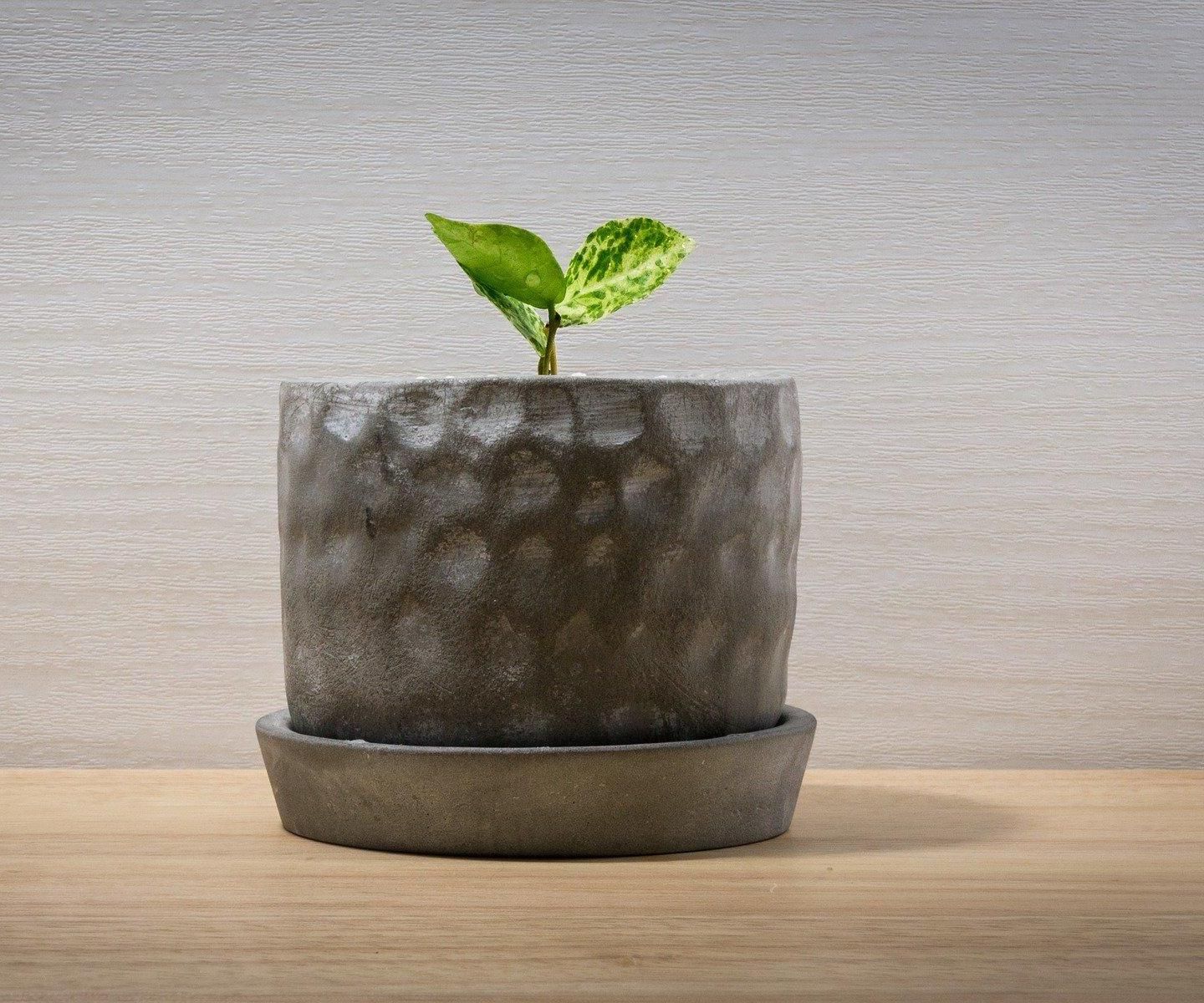Automated PLANT!!! : 4 Steps - Instructables