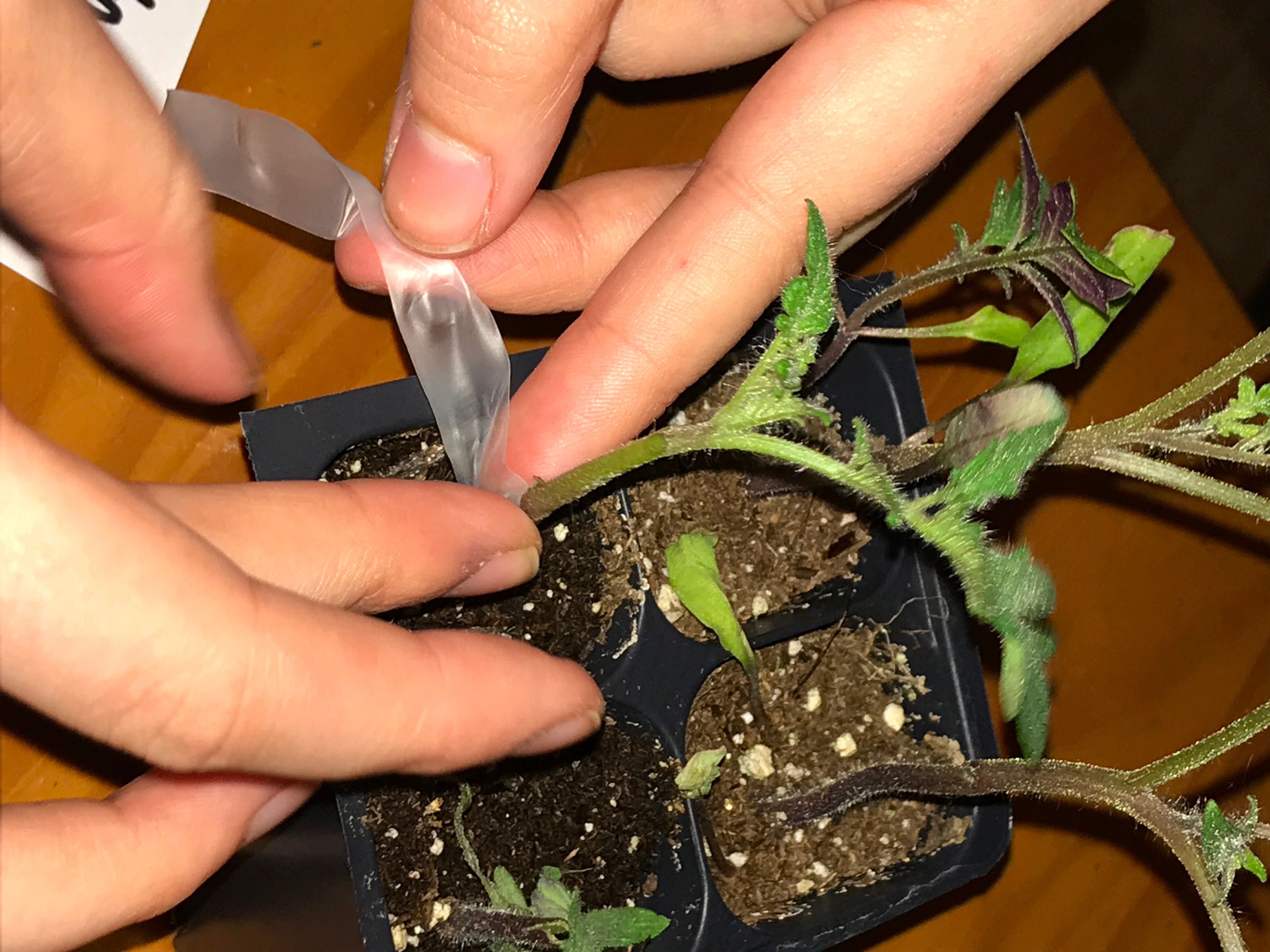 PlantGrafting : 8 Steps (with Pictures) - Instructables