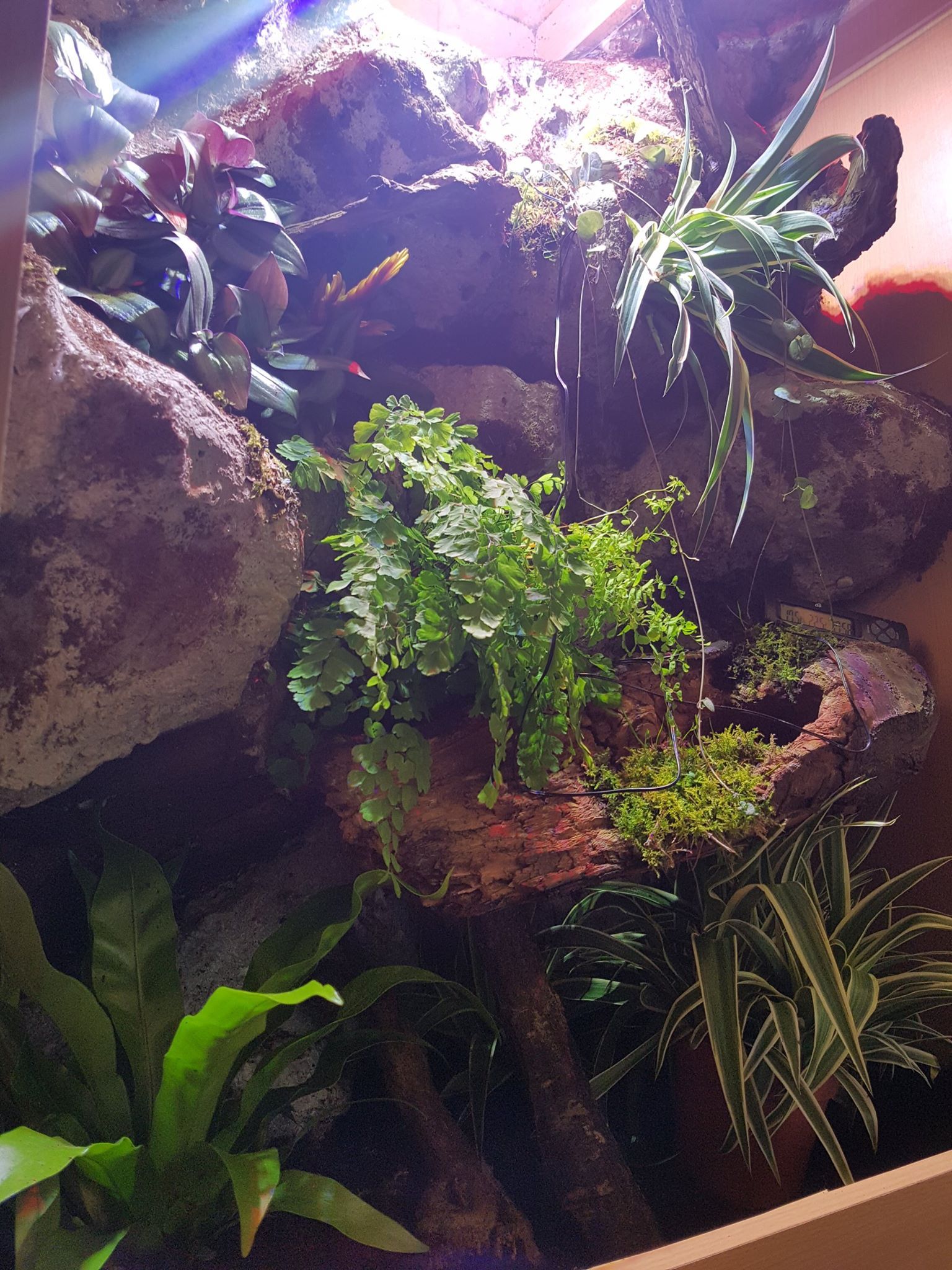 Convert Old Cupboard Into Amazing Vivarium : 4 Steps (with Pictures ...