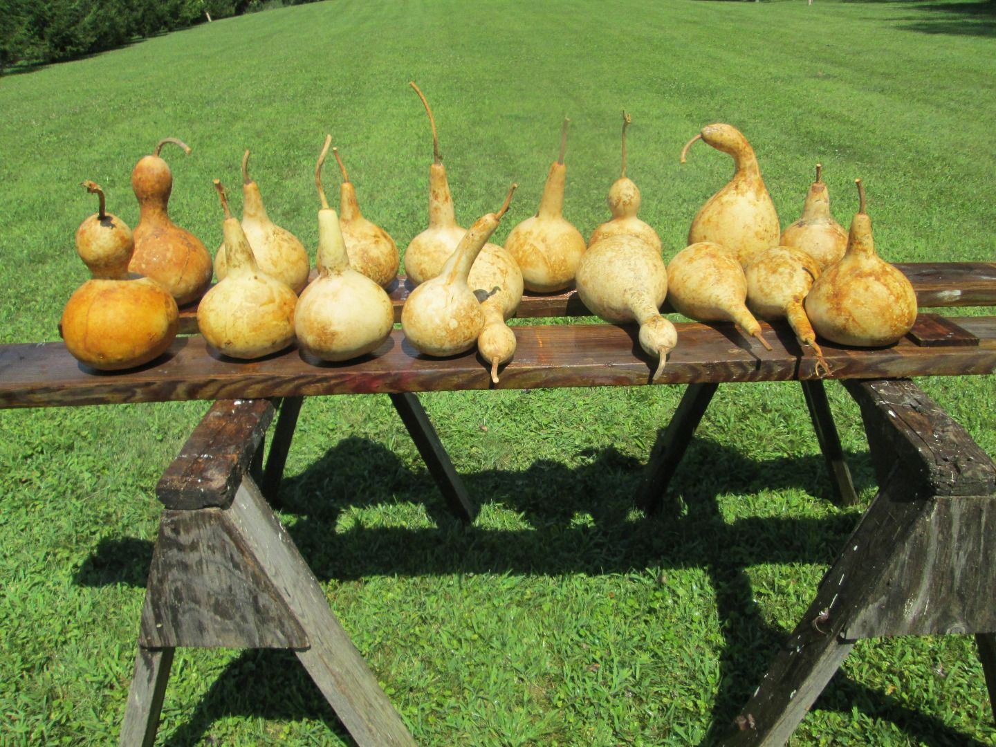 Build a Gourd Birdhouse : 8 Steps (with Pictures) - Instructables