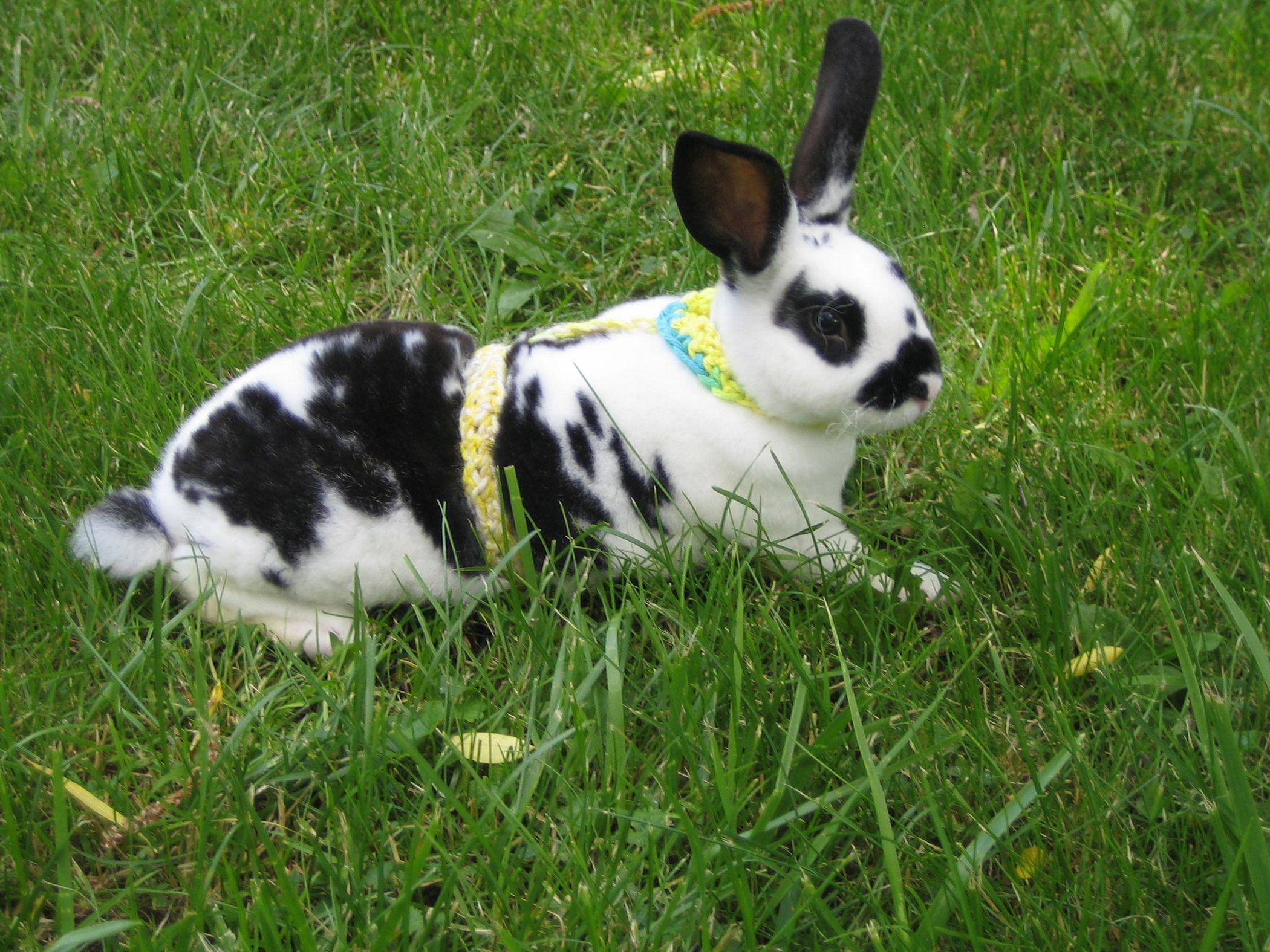 Handmade Crocheted Bunny Harness - Instructables