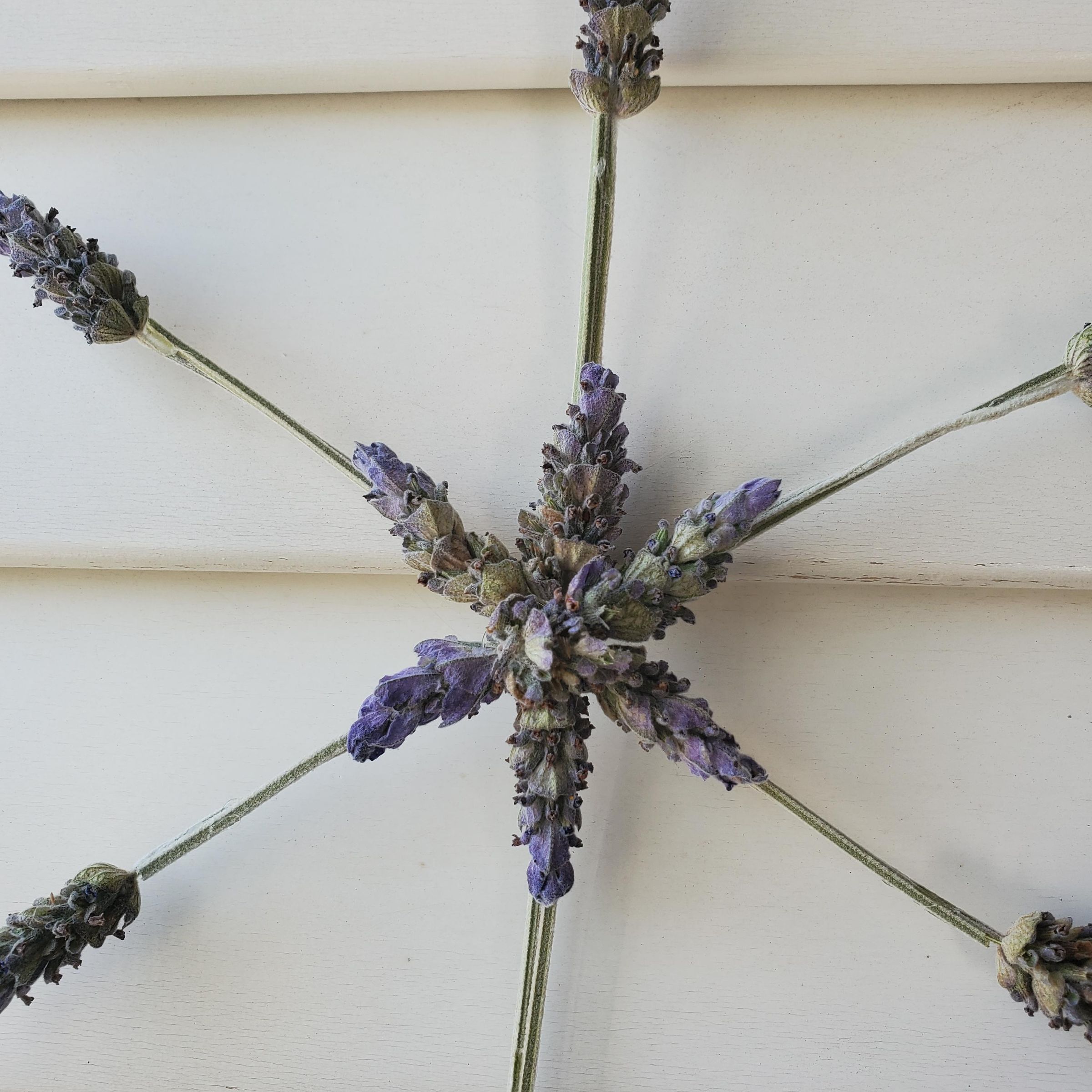 Dried Lavender Snowflake : 5 Steps (with Pictures) - Instructables