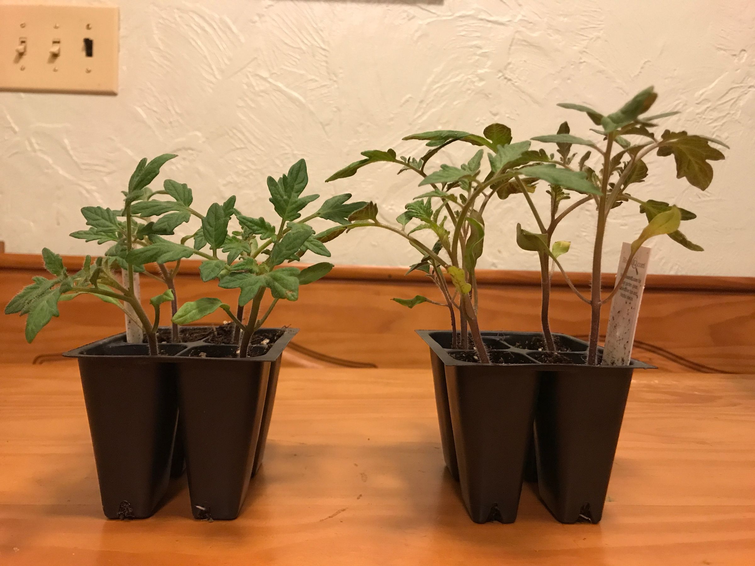 PlantGrafting : 8 Steps (with Pictures) - Instructables