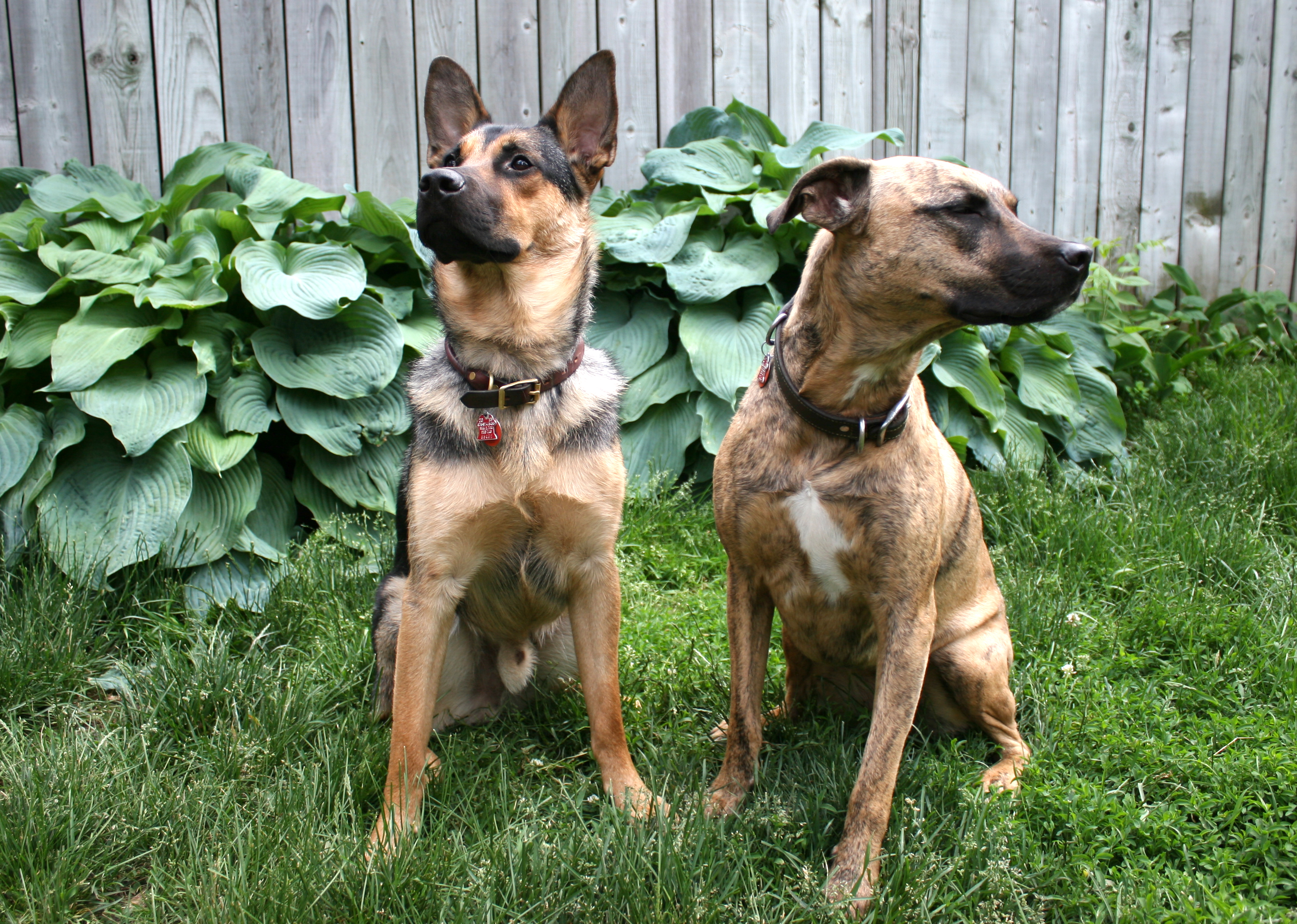 How to Choose a Second Dog : 9 Steps (with Pictures) - Instructables