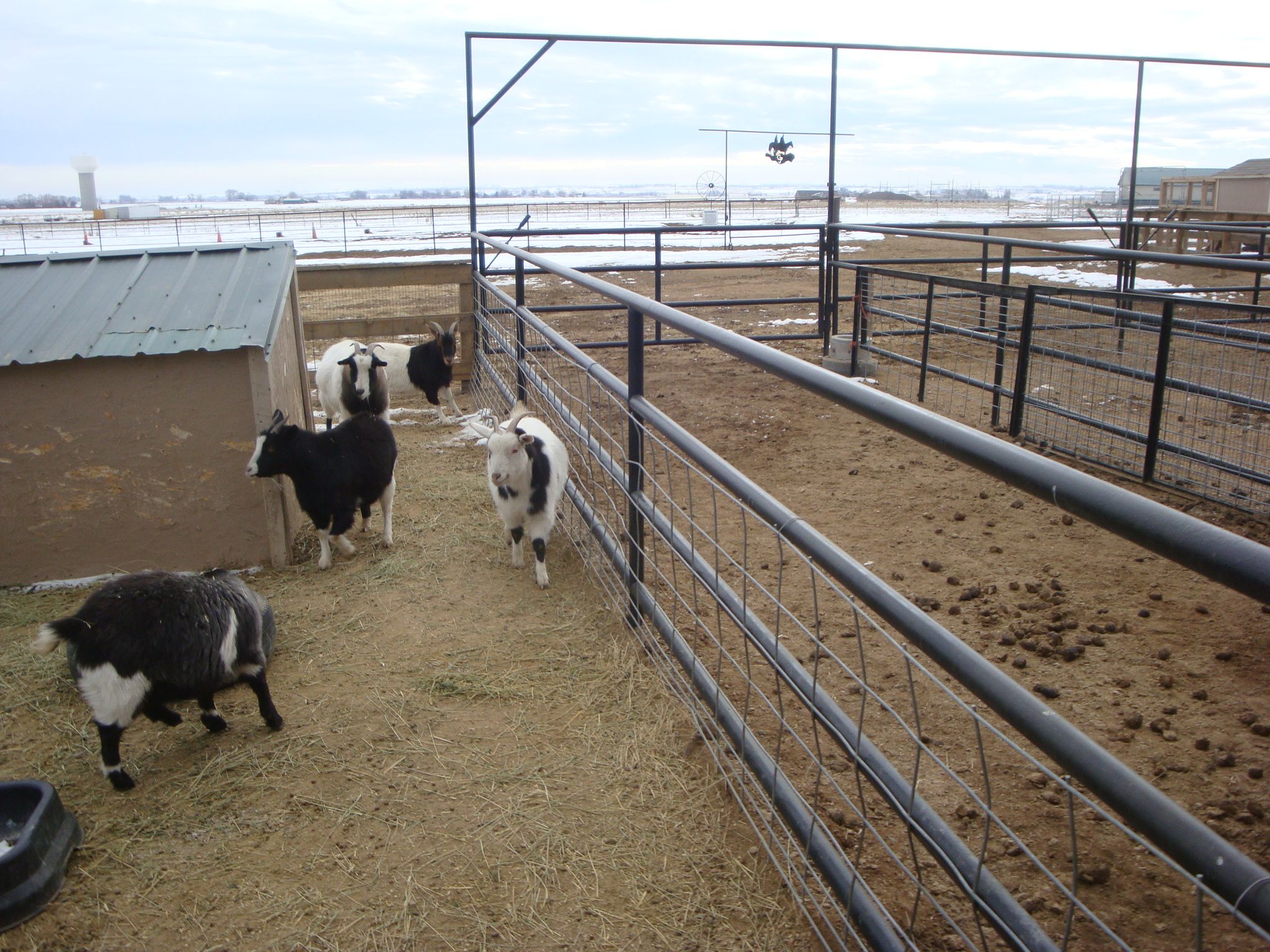 How to Care for Fainting Goats : 5 Steps - Instructables