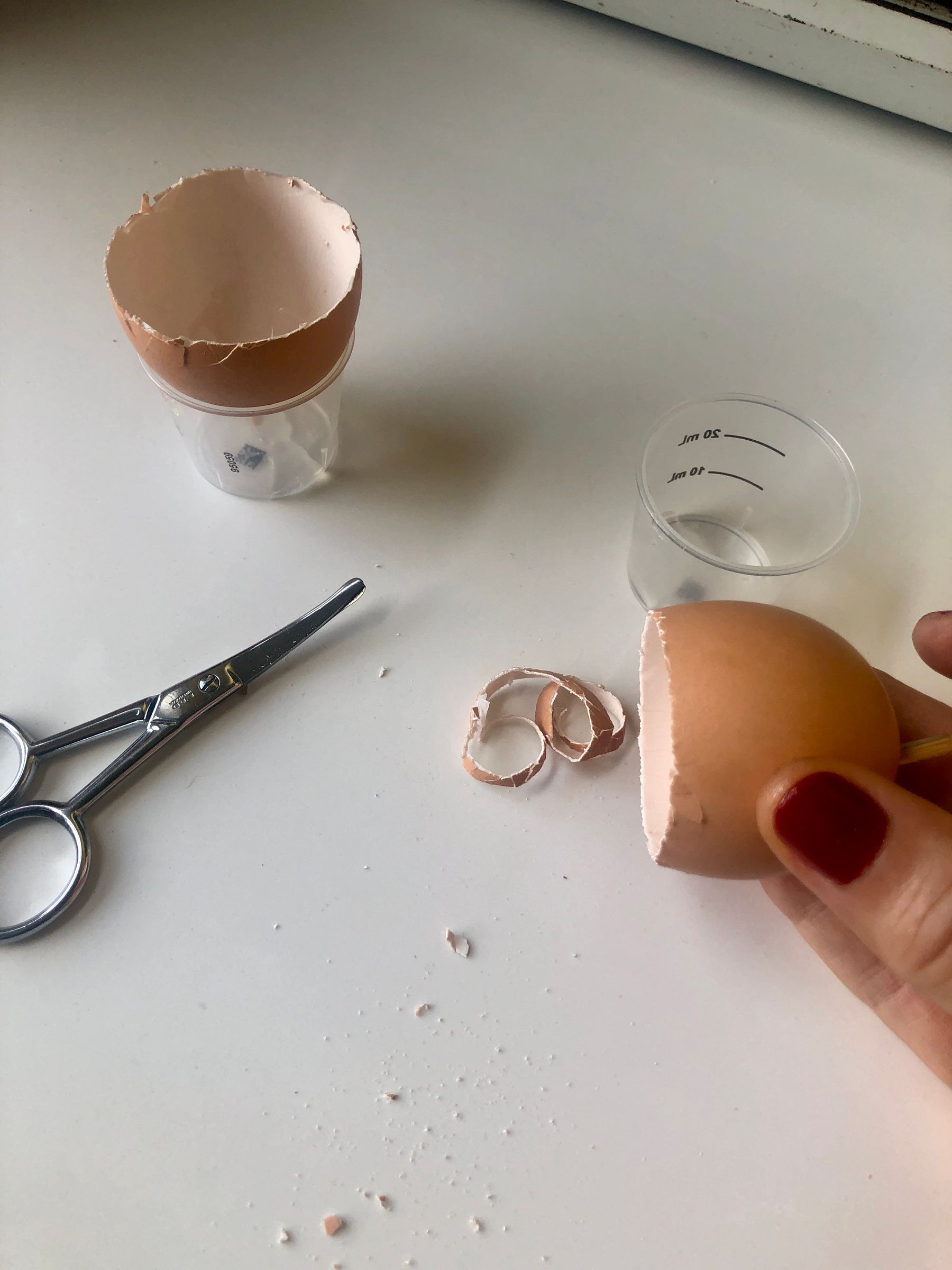 Make a Micro Eggshell Planter Out of Cement for Tiny Succulent Plants ...