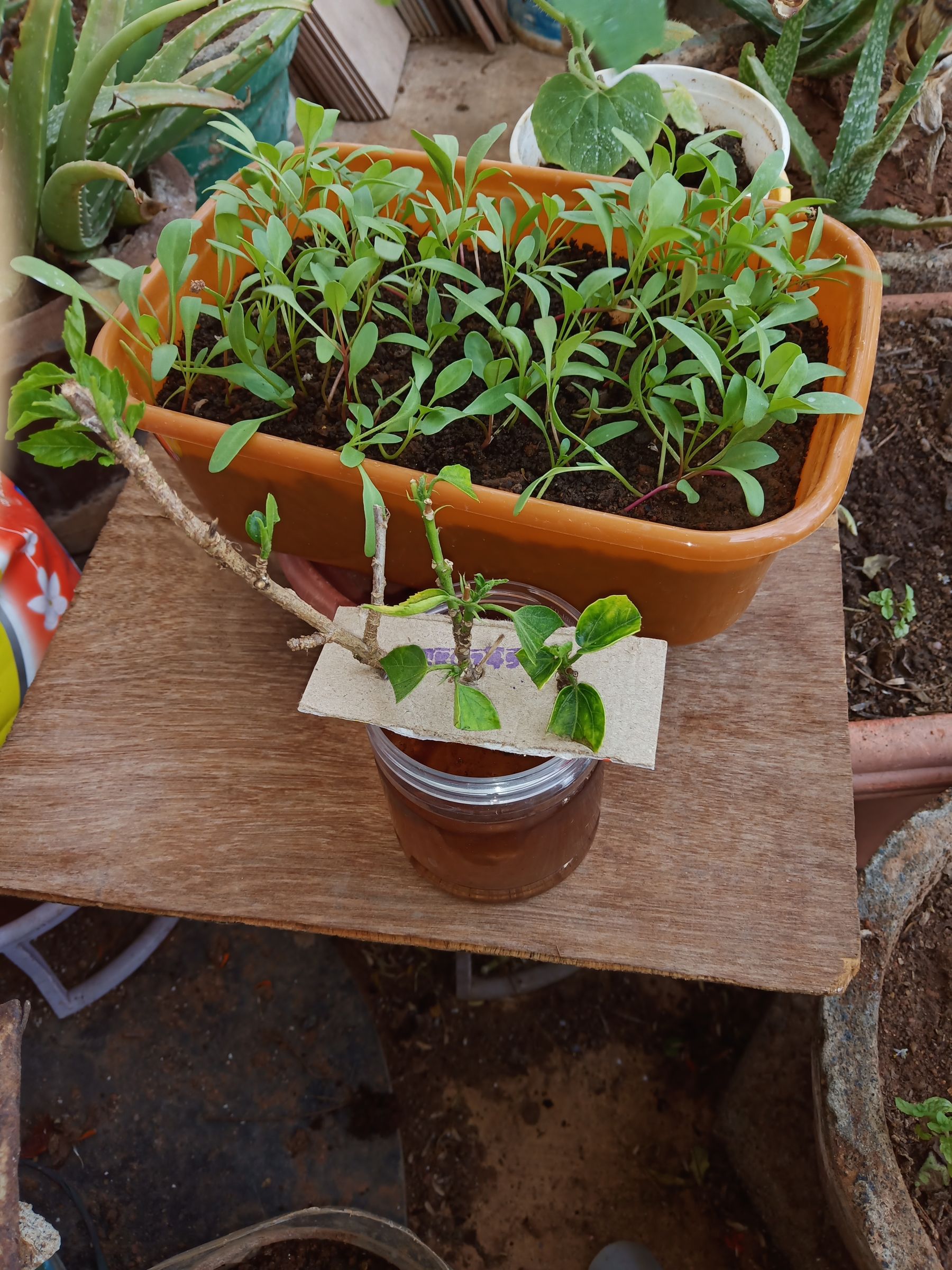 Steps to Grow Plants From Stem Cuttings : 7 Steps (with Pictures ...