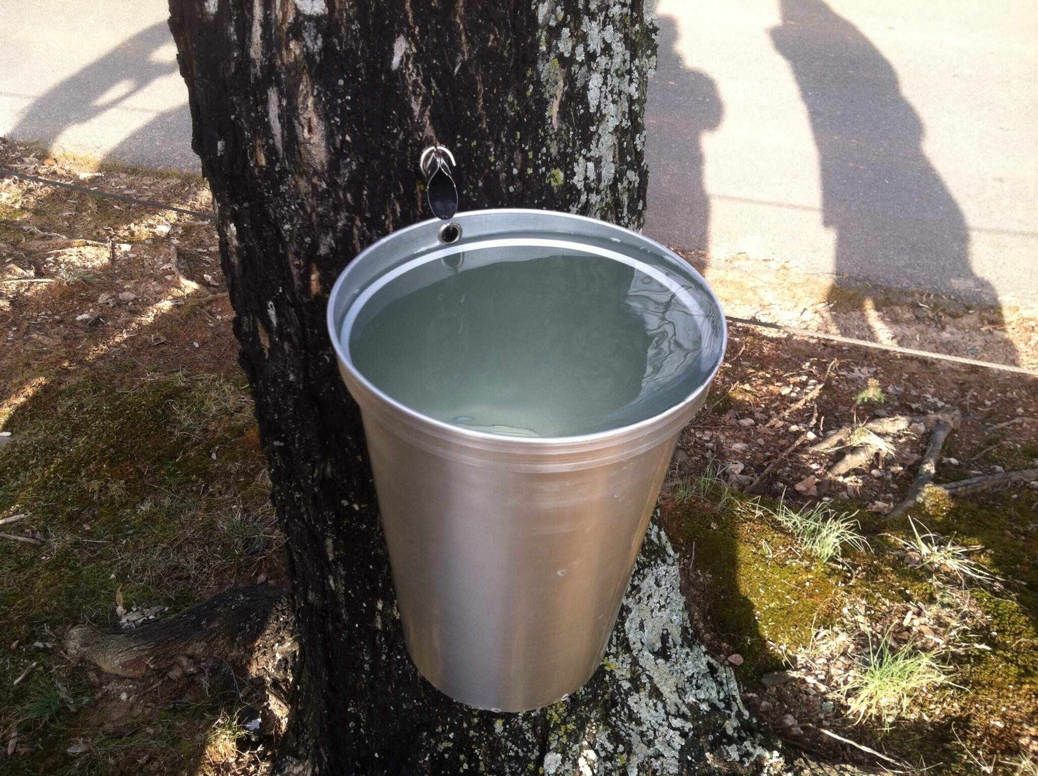 Making Maple Syrup at School: a Project for Teachers : 6 Steps ...