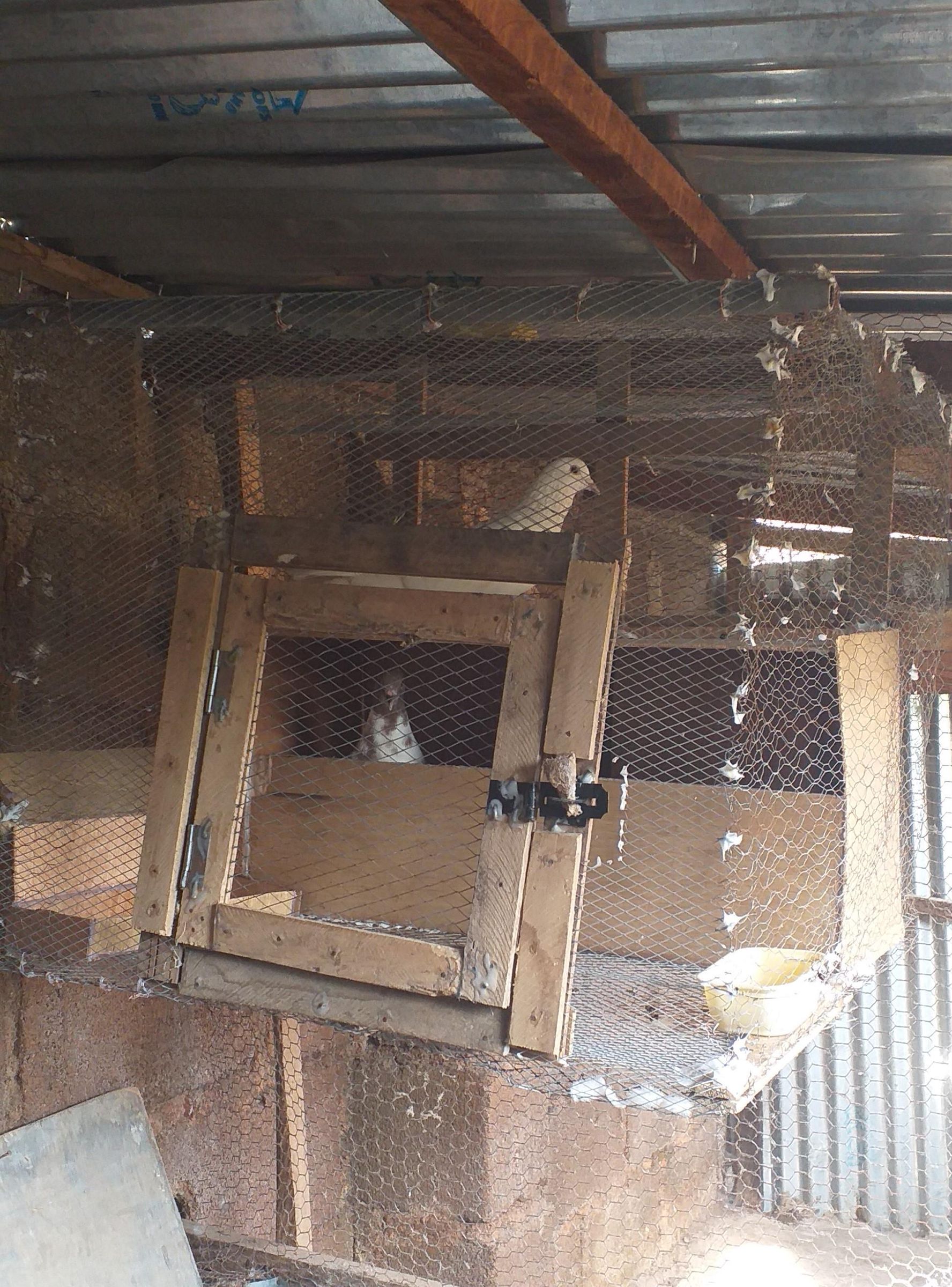 Pigeon House : 8 Steps (with Pictures) - Instructables