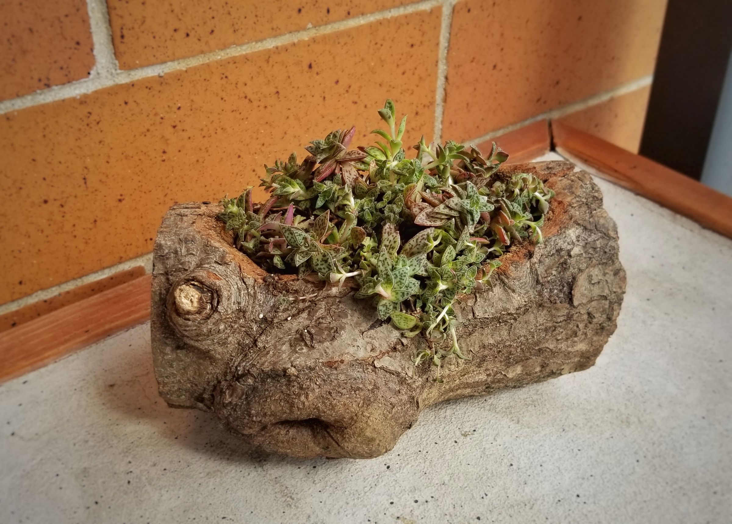 Little Log Planter : 8 Steps (with Pictures) - Instructables