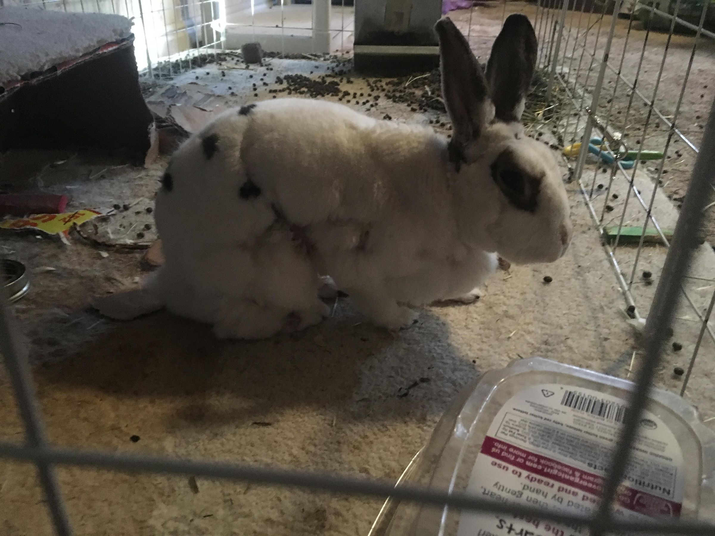 How to Draw a Realistic Bunny (standing) : 26 Steps - Instructables