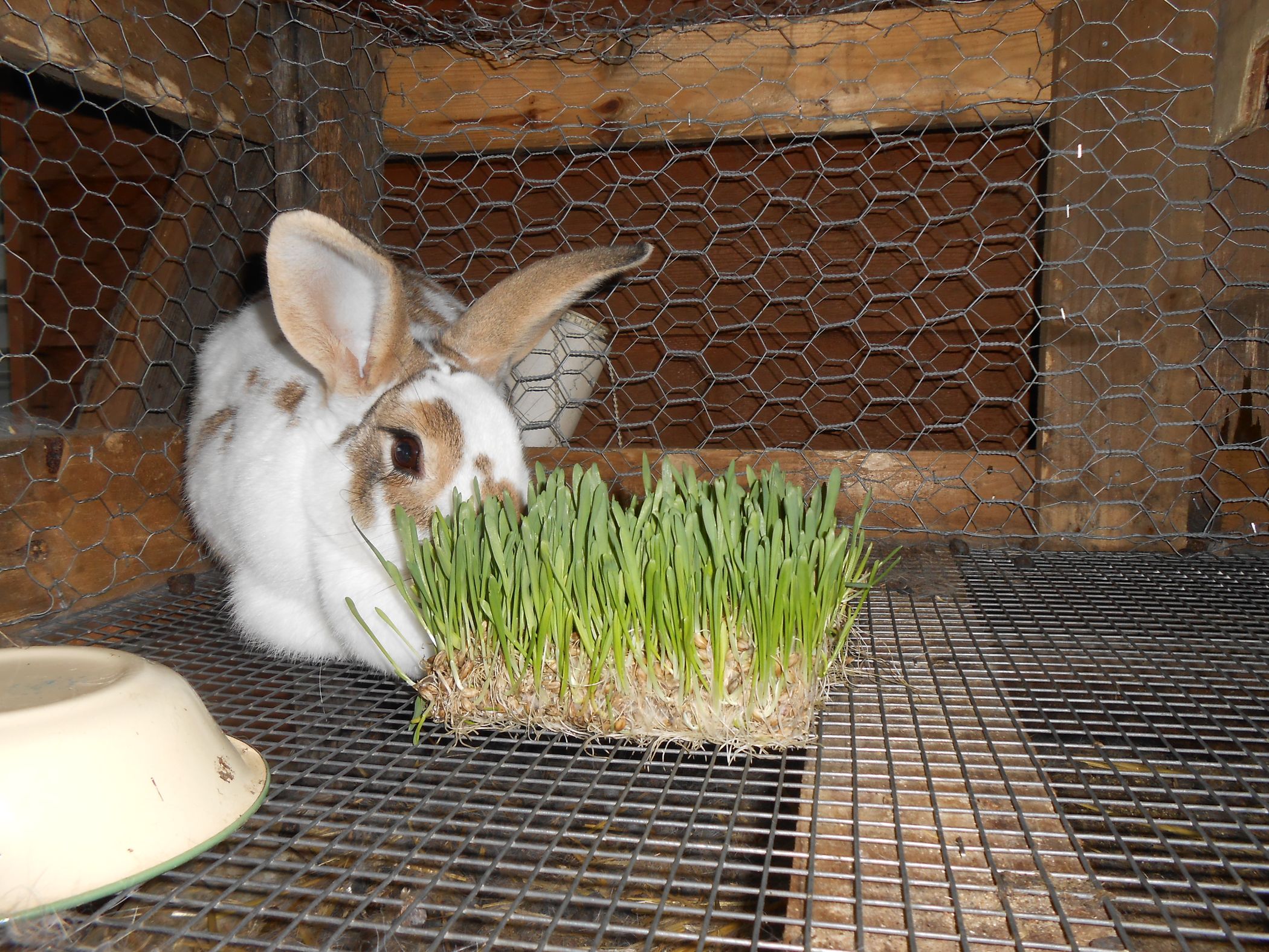 Growing Your Own Rabbit Feed - Instructables