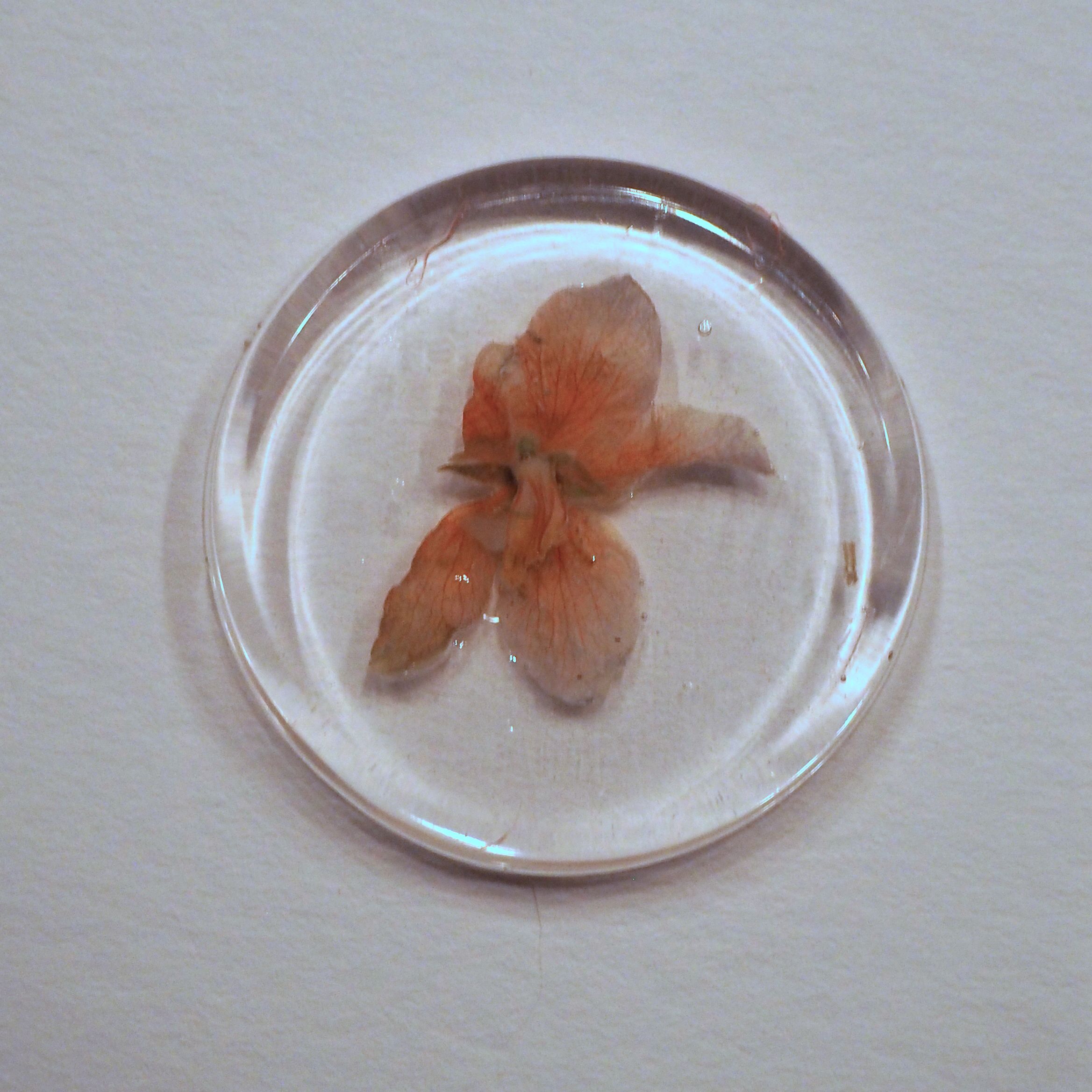 Techniques to Embed Flowers in Resin : 12 Steps (with Pictures ...