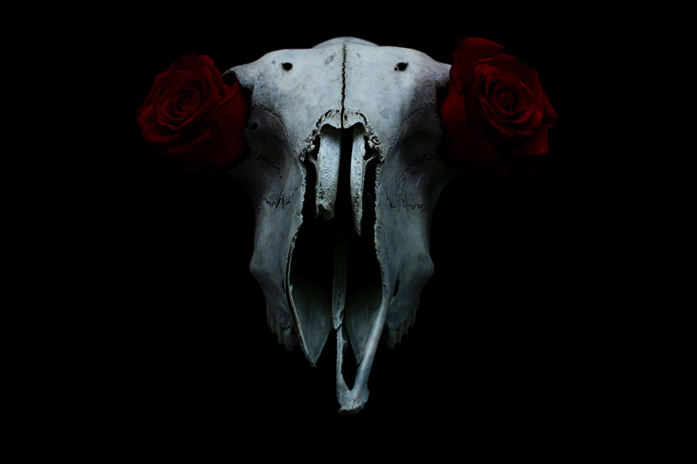 Skull and Bone Cleaning : 5 Steps (with Pictures) - Instructables