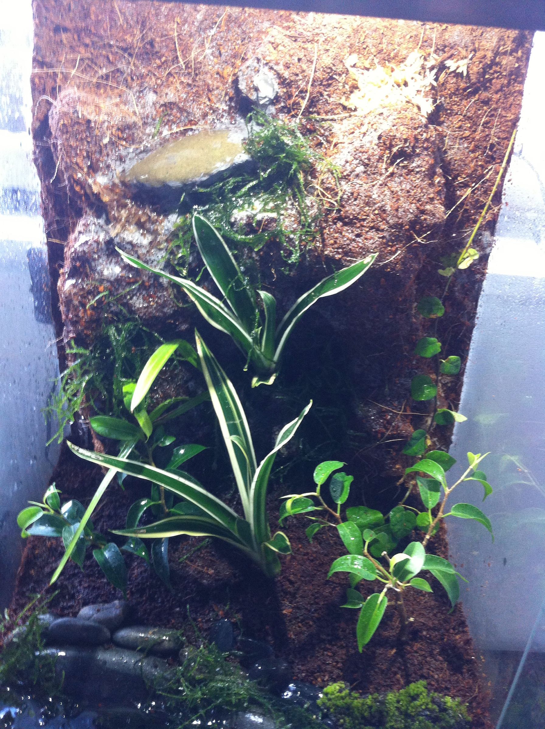 Terrarium/Vivarium Setup : 8 Steps (with Pictures) - Instructables