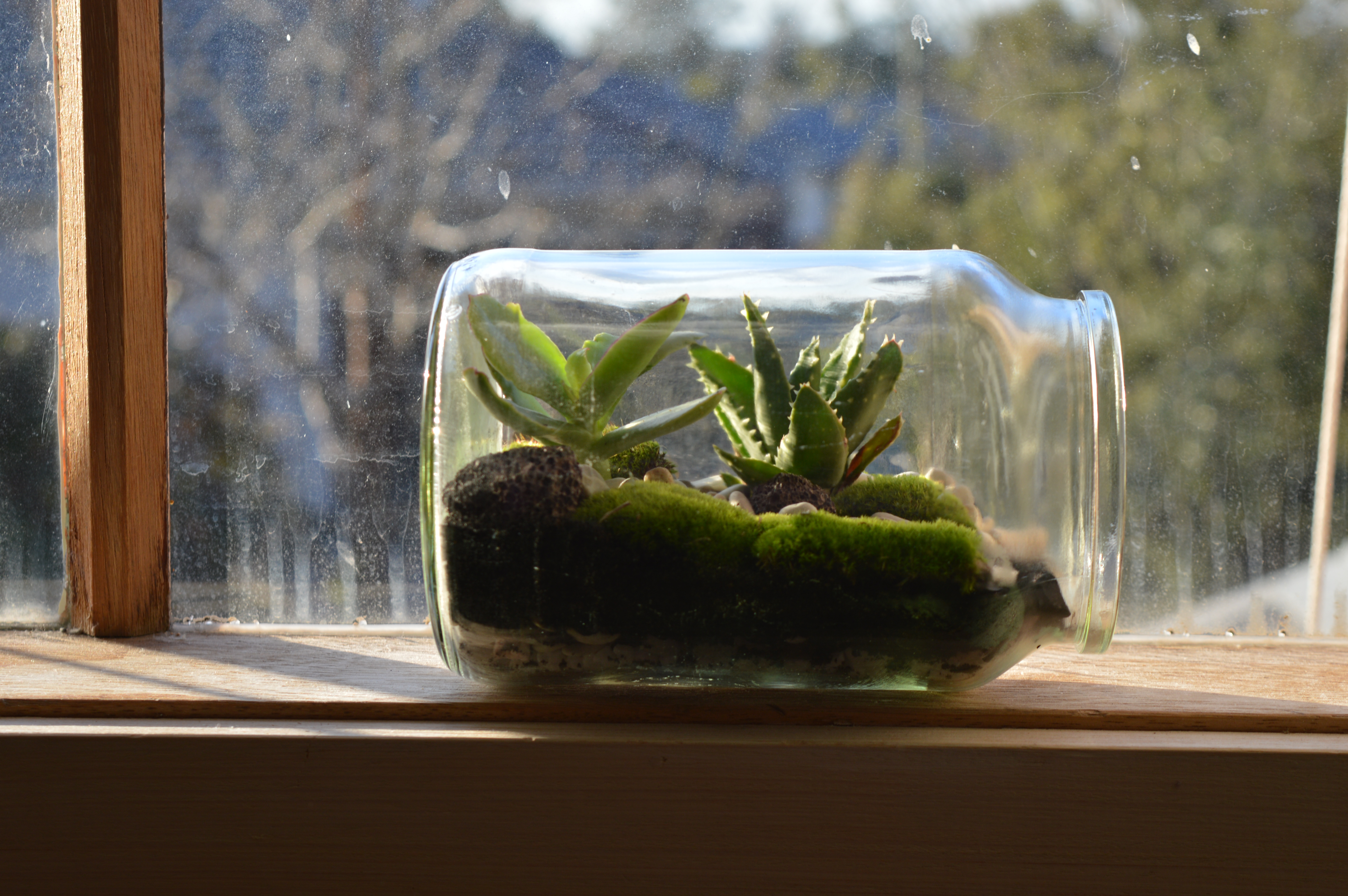 Super Simple Terrarium : 4 Steps (with Pictures) - Instructables