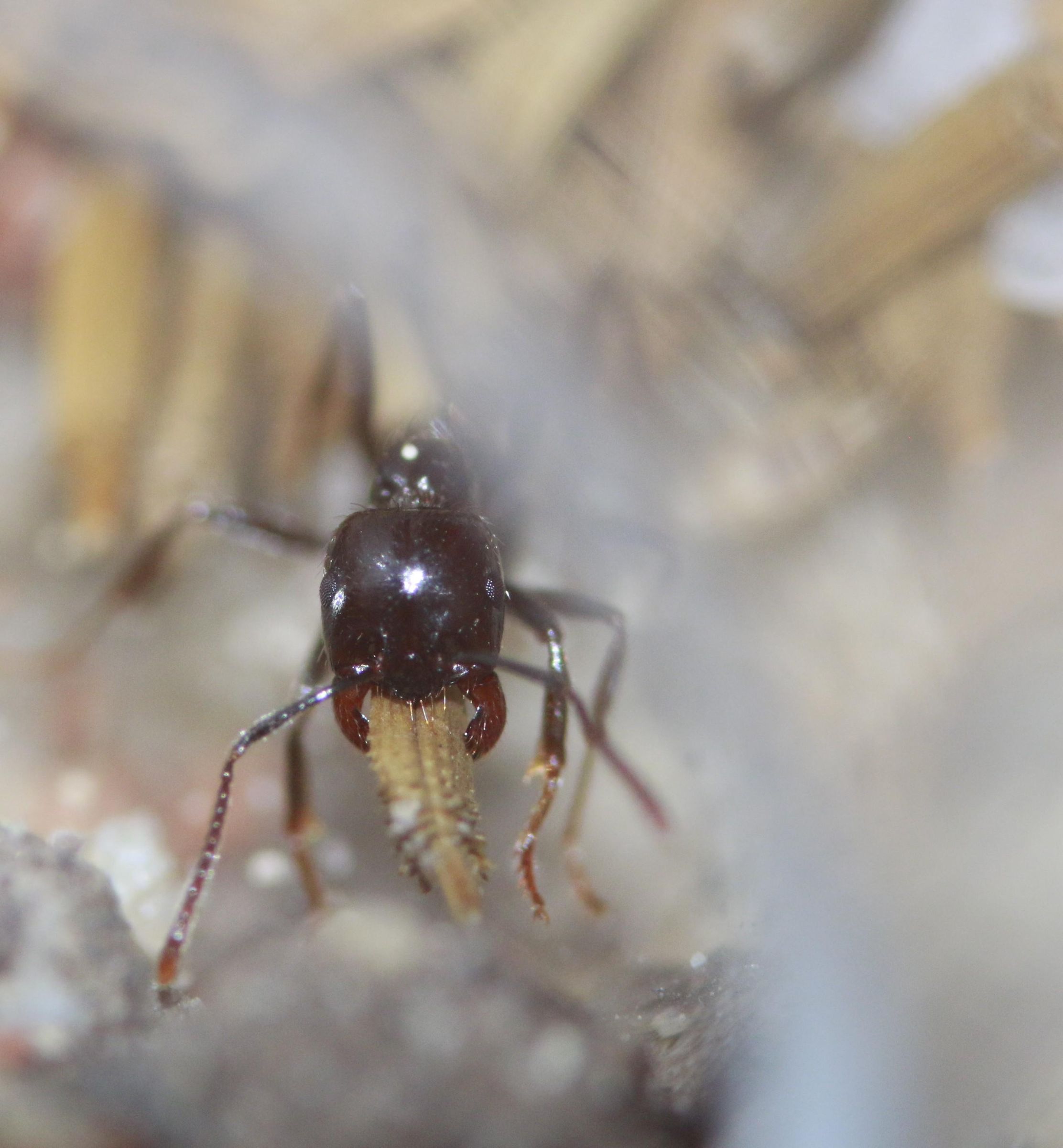 Concrete Ants Nest : 4 Steps (with Pictures) - Instructables