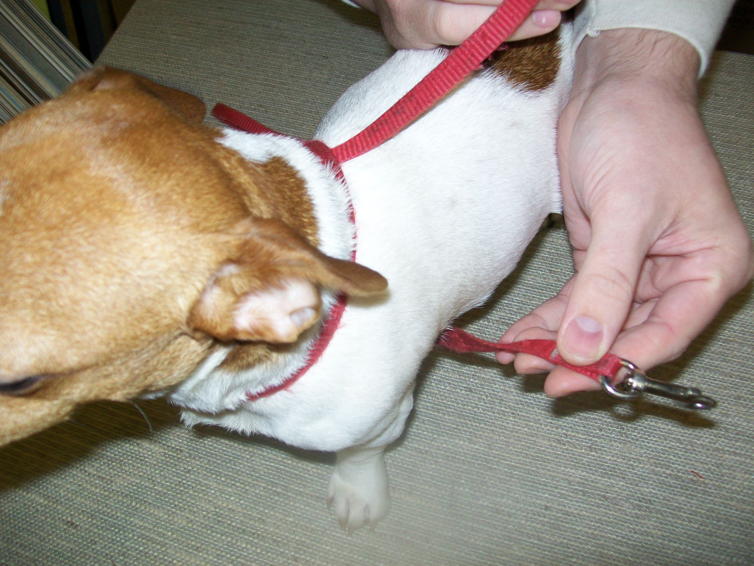 FREE Emergency Dog Halter : 5 Steps (with Pictures) - Instructables