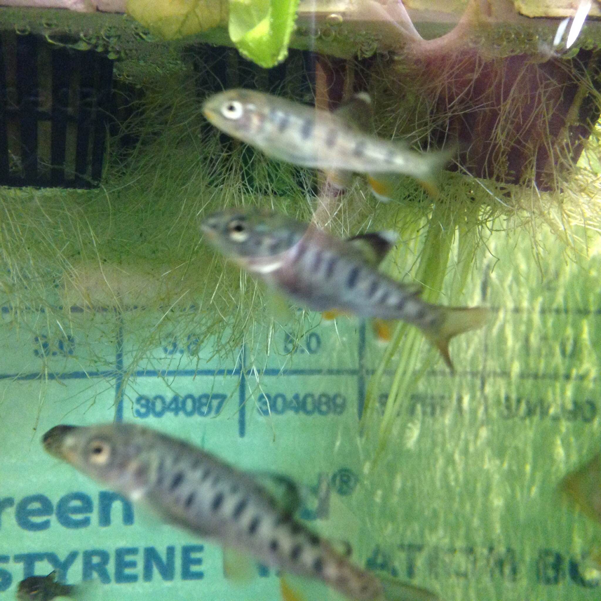 Aquaponics + Trout in the Classroom : 4 Steps - Instructables