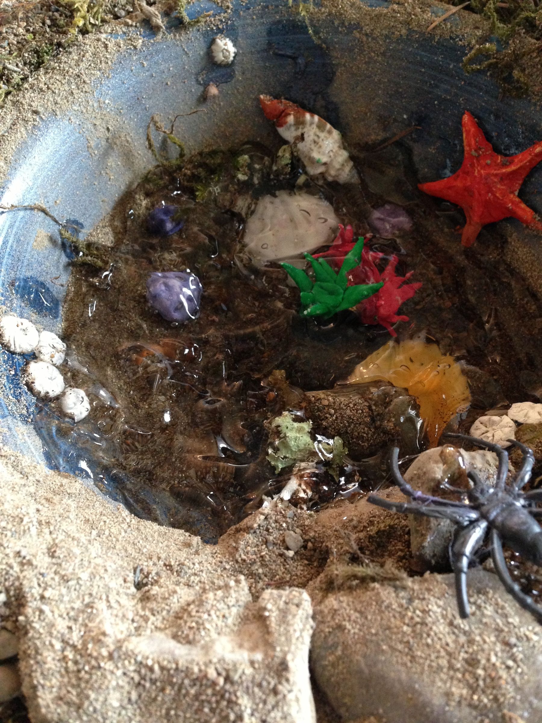 The Tide Pool Diorama : 4 Steps - Instructables