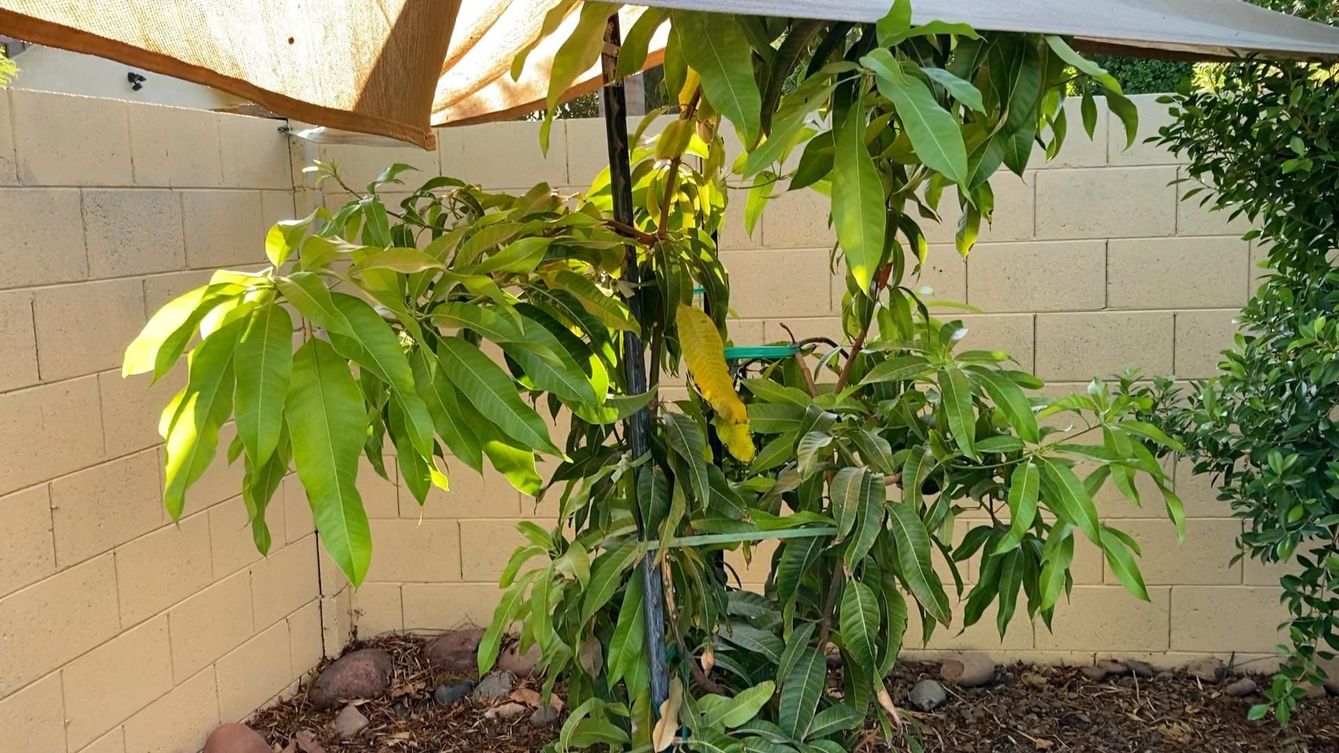 How to Eat a Mango : 7 Steps (with Pictures) - Instructables