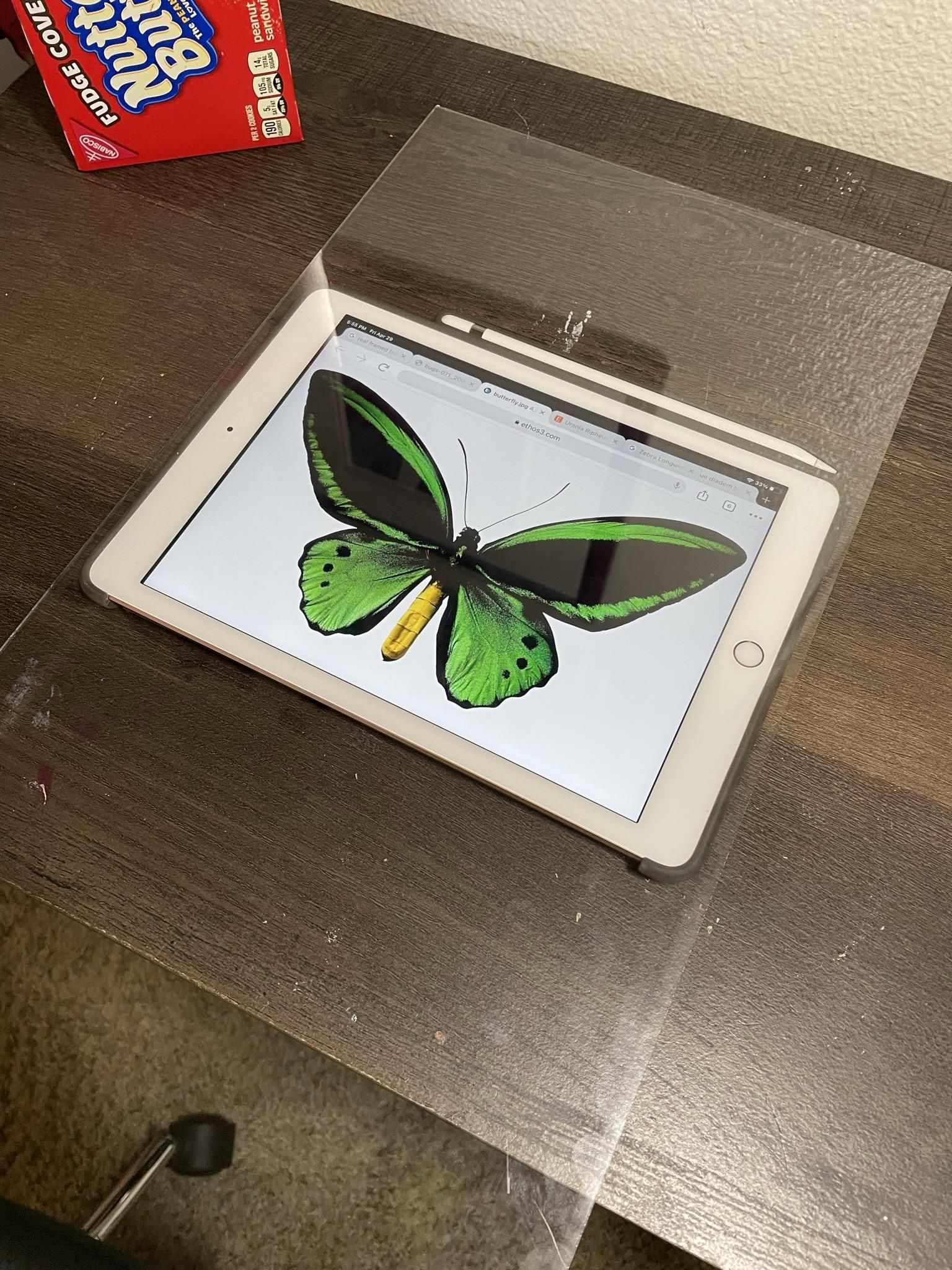 Painted Butterfly Mounts : 6 Steps (with Pictures) - Instructables