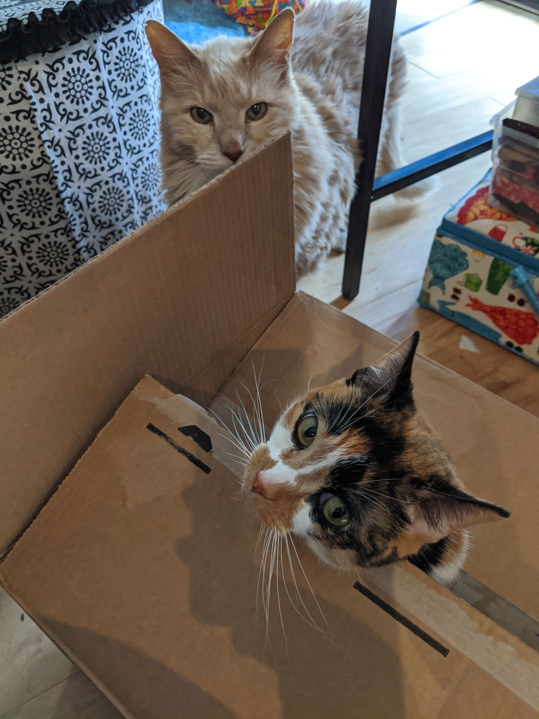Cardboard "Sardine Can" Cat Hideout : 12 Steps (with Pictures ...