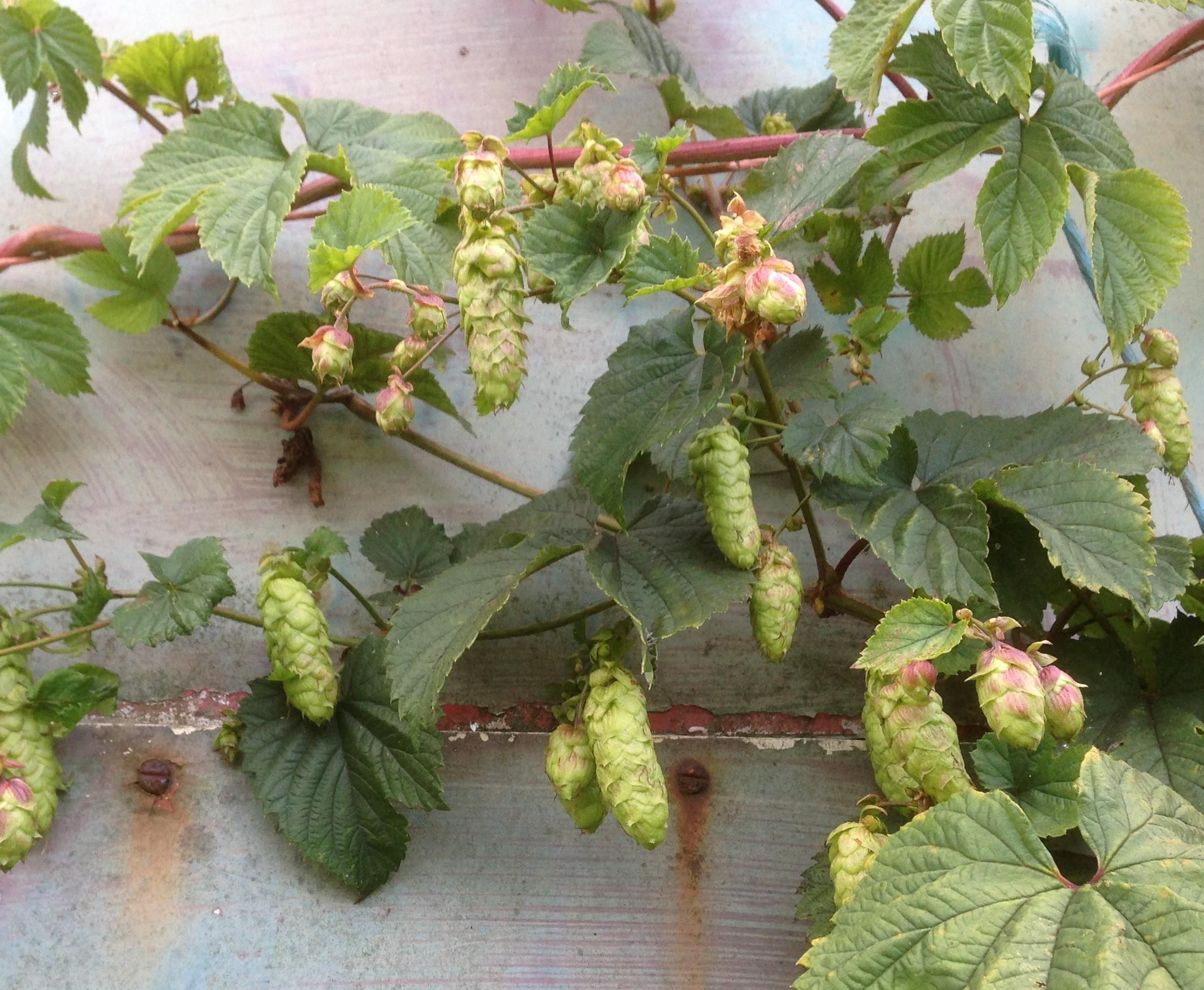 Marrow Beer From Homegrown Ingredients : 7 Steps - Instructables