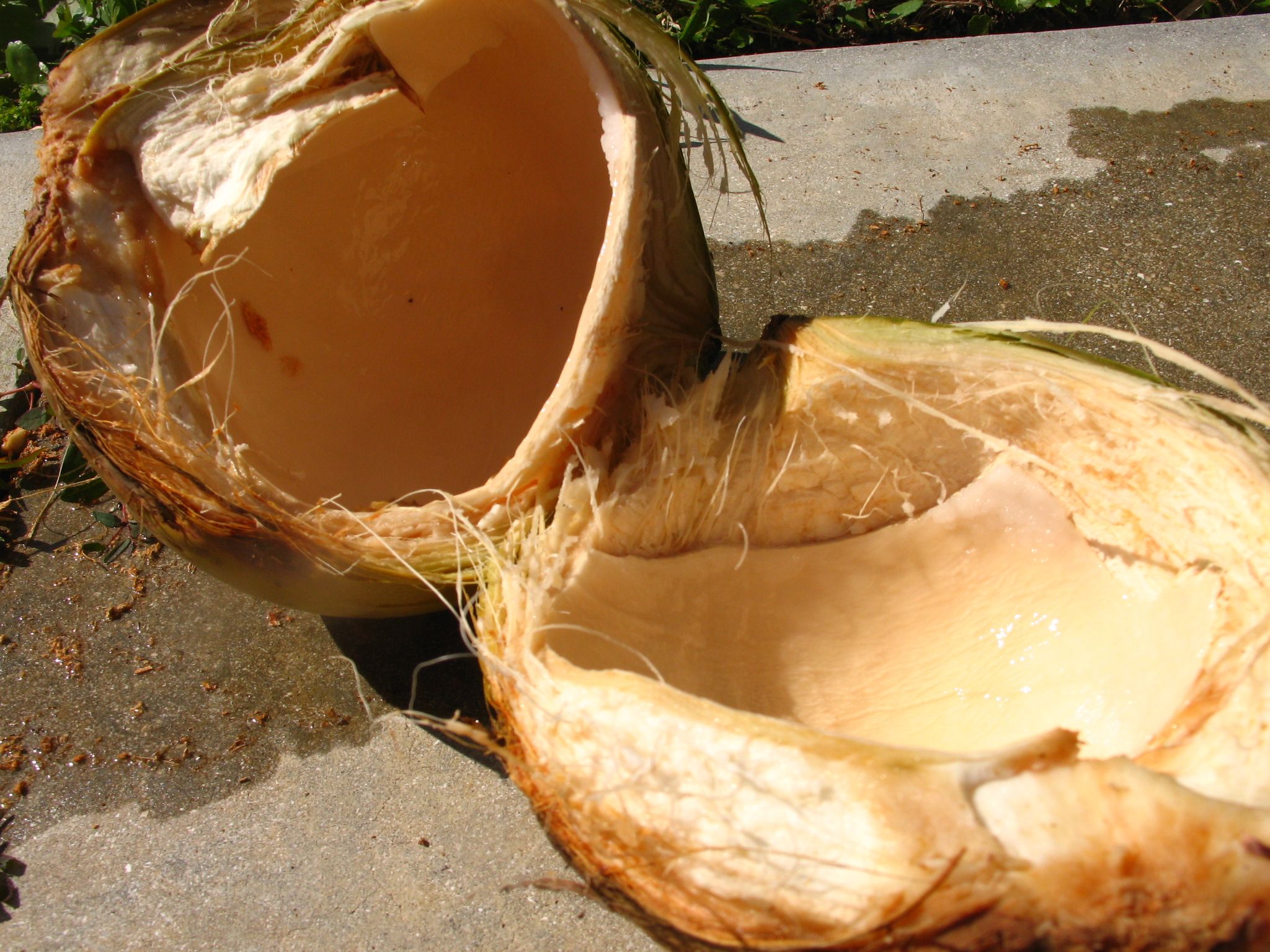 How to Peel a Coconut (with Only a Claw Hammer) : 6 Steps (with ...