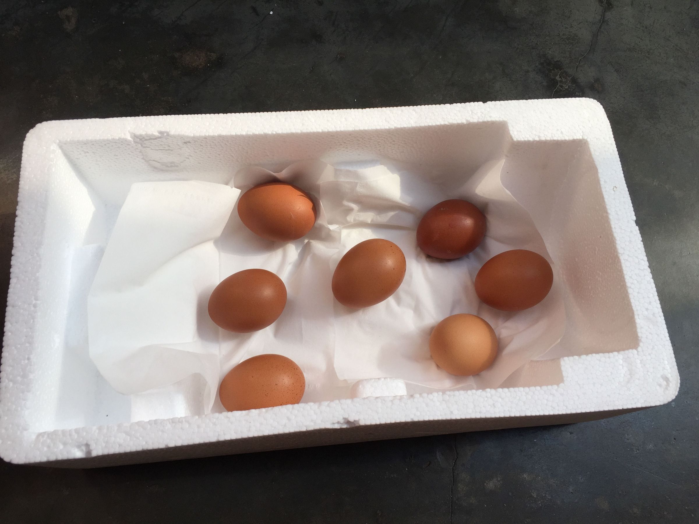 DIY Styrofoam Egg Incubator : 5 Steps - Instructables