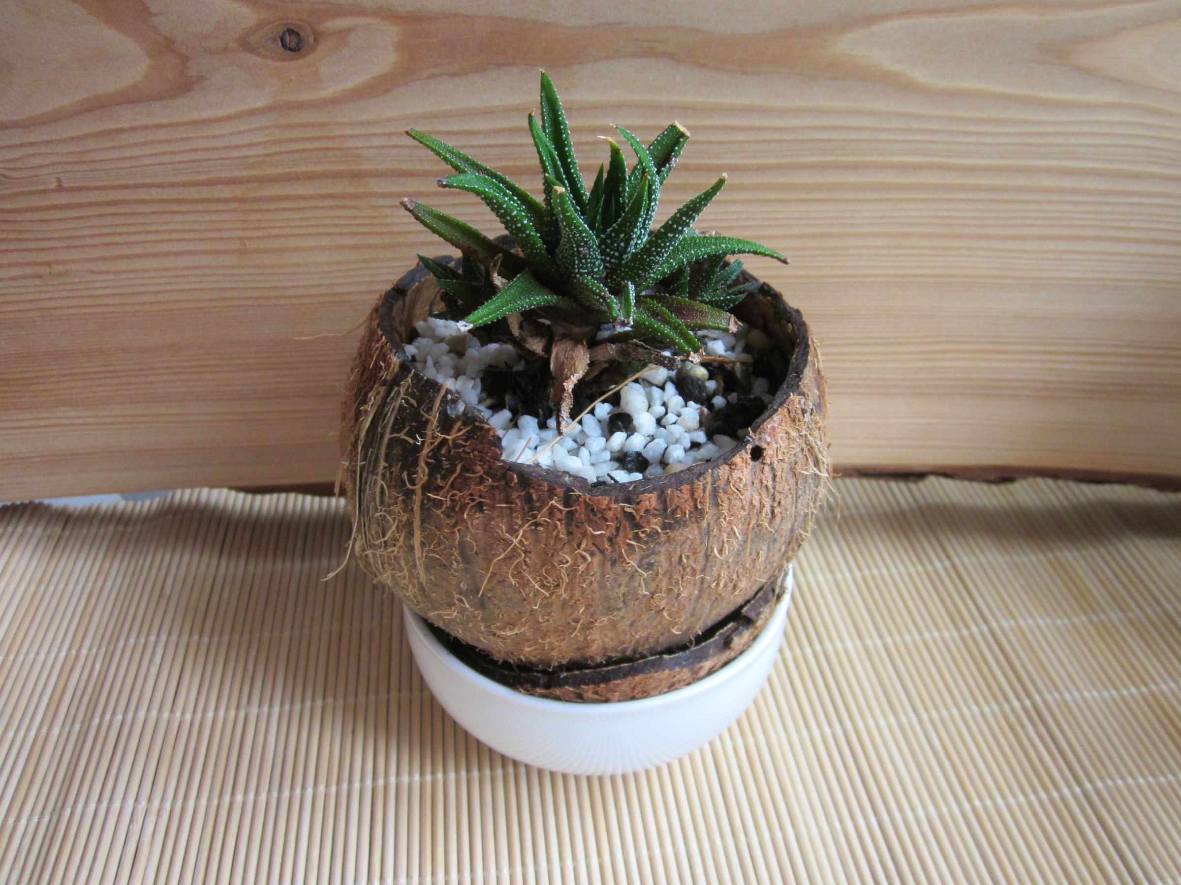 Coconut Planter : 8 Steps (with Pictures) - Instructables