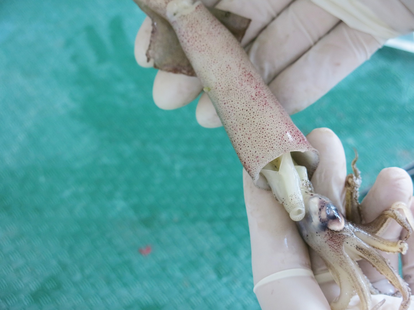 Squid Dissection : 11 Steps (with Pictures) - Instructables