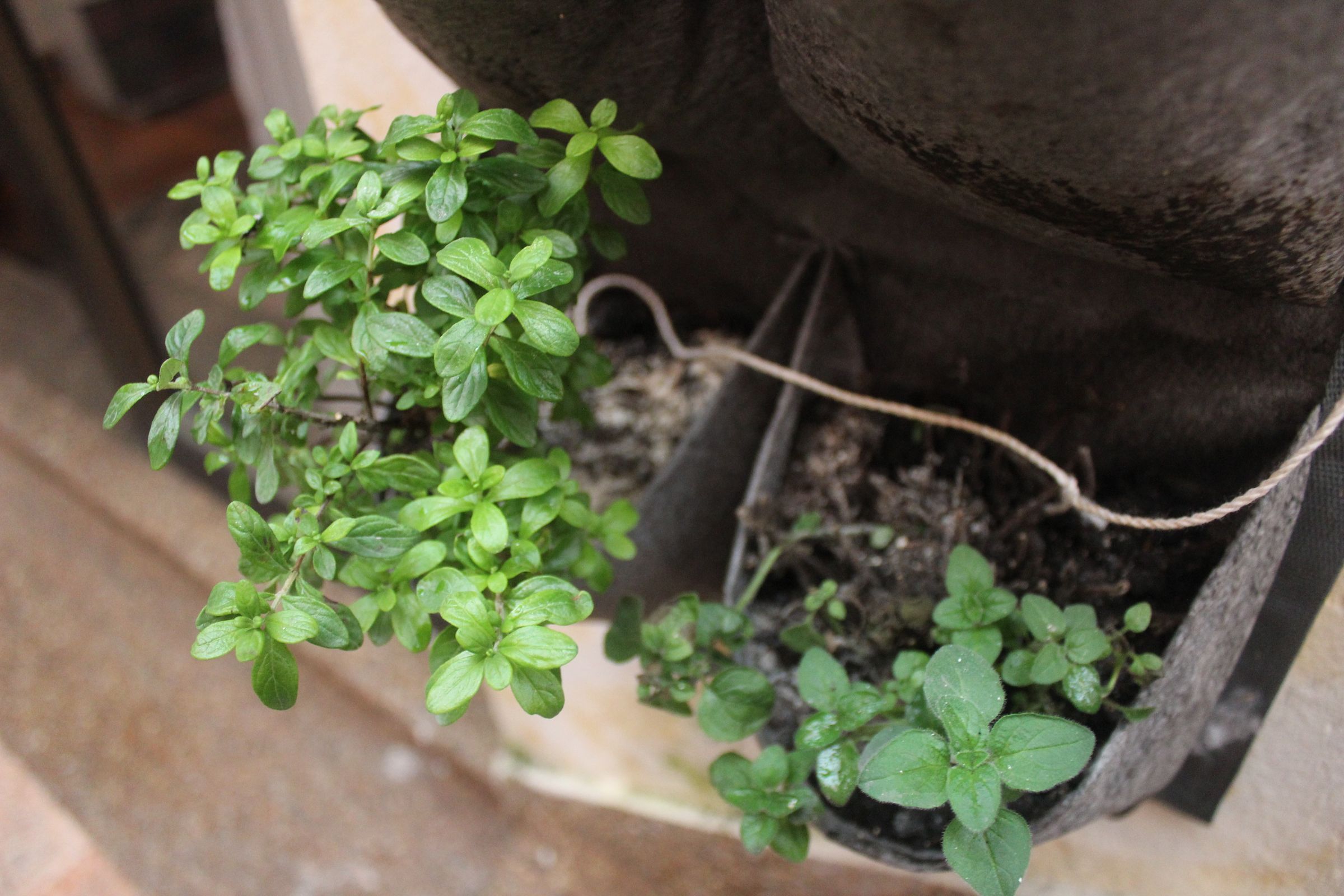 Wick Watering System : 3 Steps (with Pictures) - Instructables