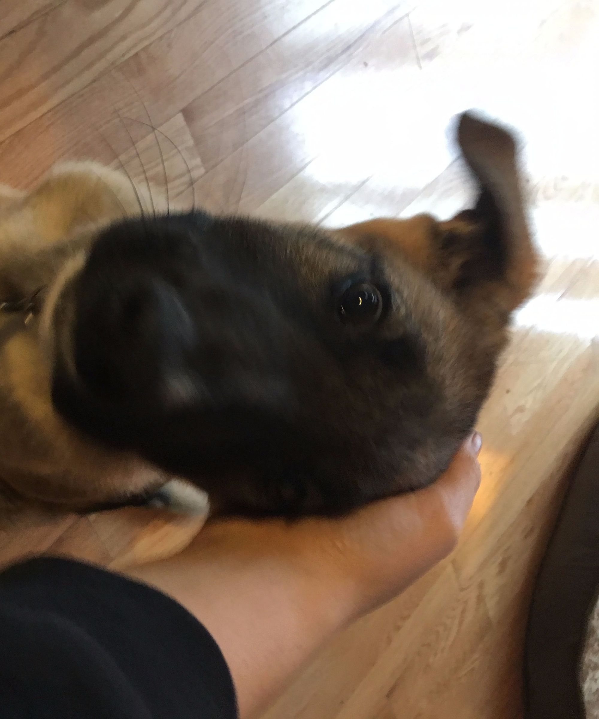 Teaching Your Dog Lie Down : 6 Steps - Instructables