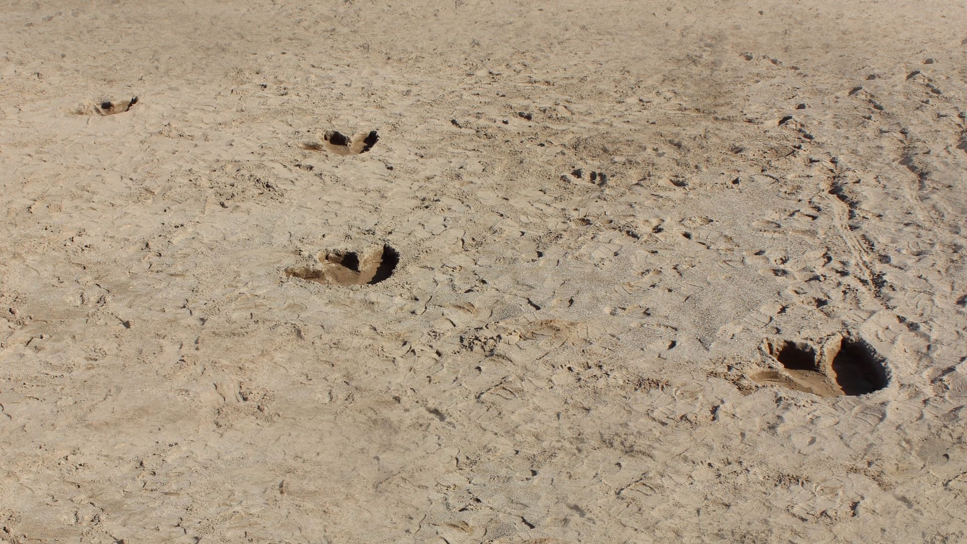 Dinosaur Footprints : 12 Steps (with Pictures) - Instructables