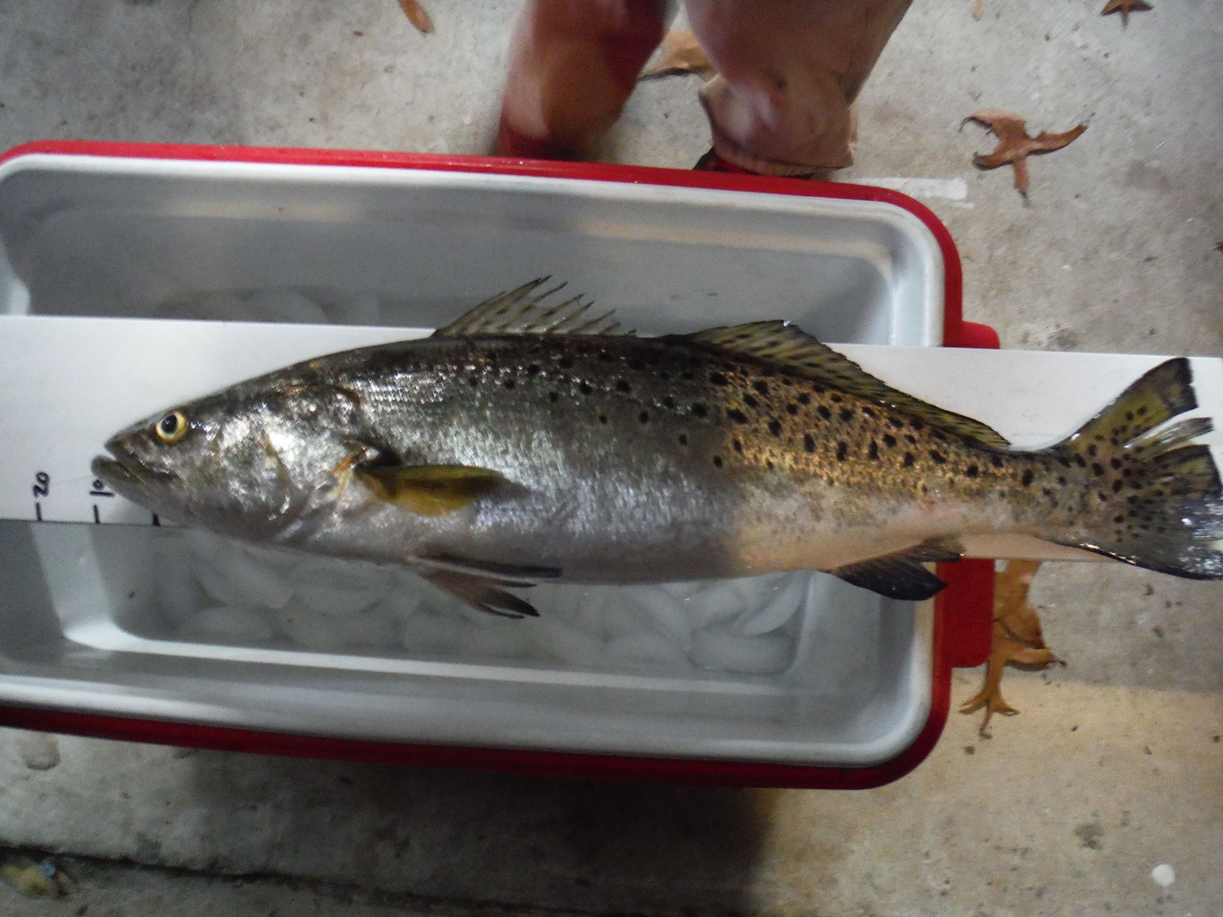 Cabazon Fish Filleting