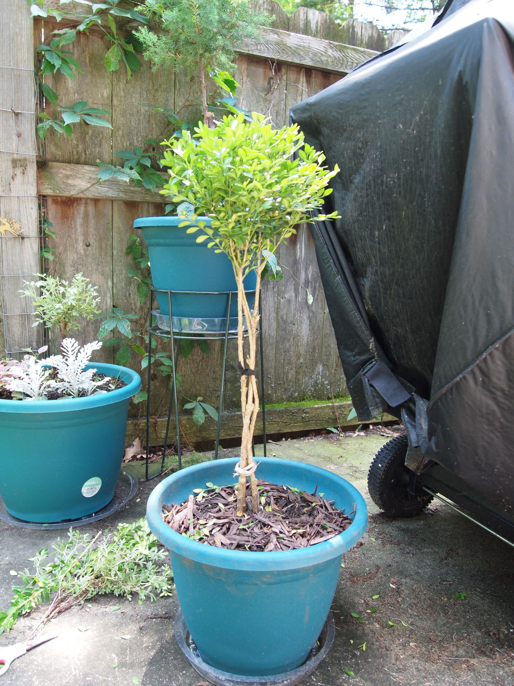 Container Topiary : 4 Steps - Instructables