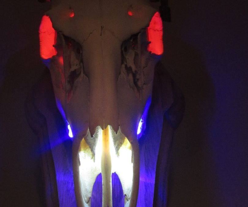 Trick-or-Treater Detecting Deer Skull Light : 10 Steps (with Pictures ...