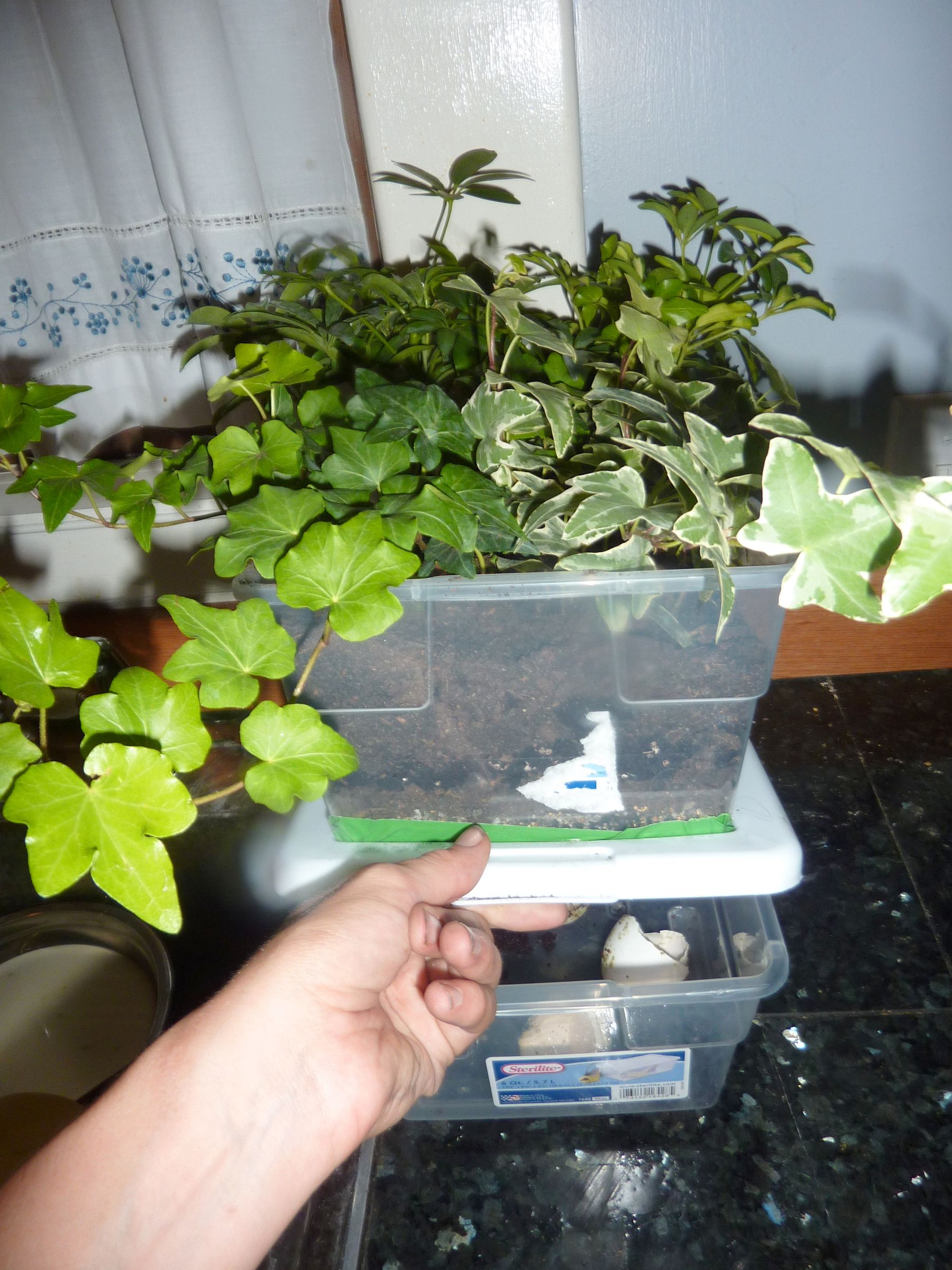 Nice Smelling Hybrid Indoor Compost Bin and Planter : 6 Steps (with ...