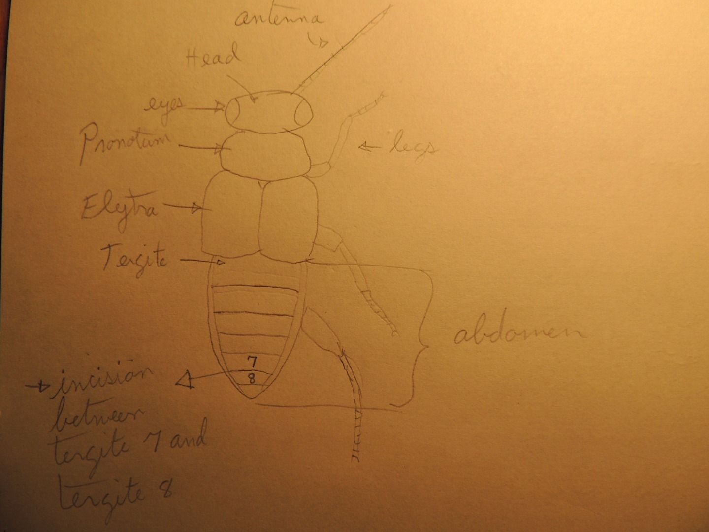 Beetle Dissection and Mounting : 8 Steps (with Pictures) - Instructables