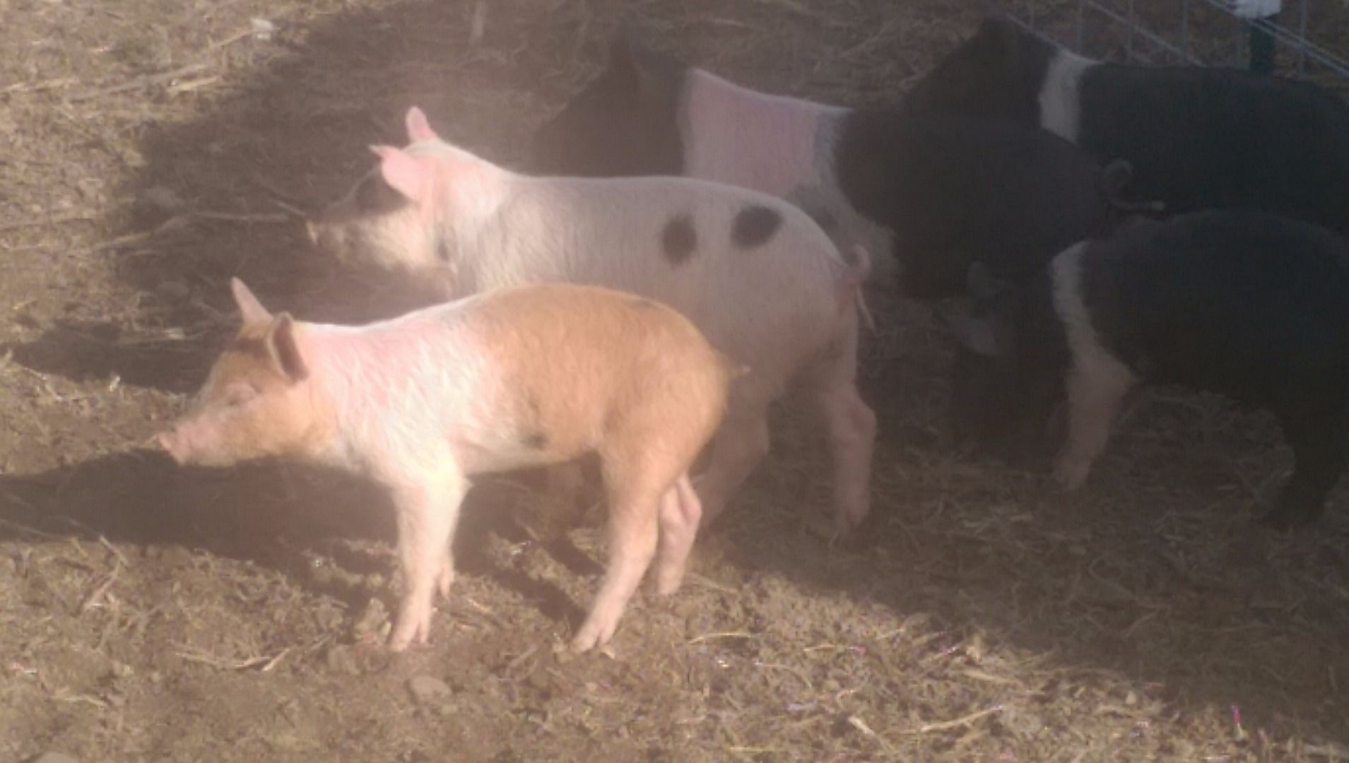 Raising Bacon - Before and After : 5 Steps (with Pictures) - Instructables