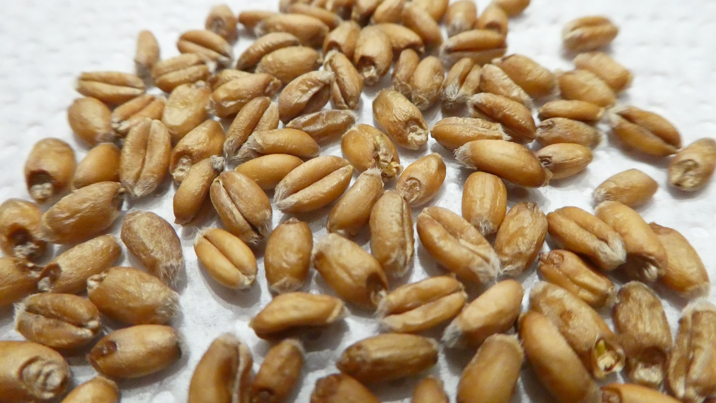 Pure Rye Bread : 31 Steps (with Pictures) - Instructables