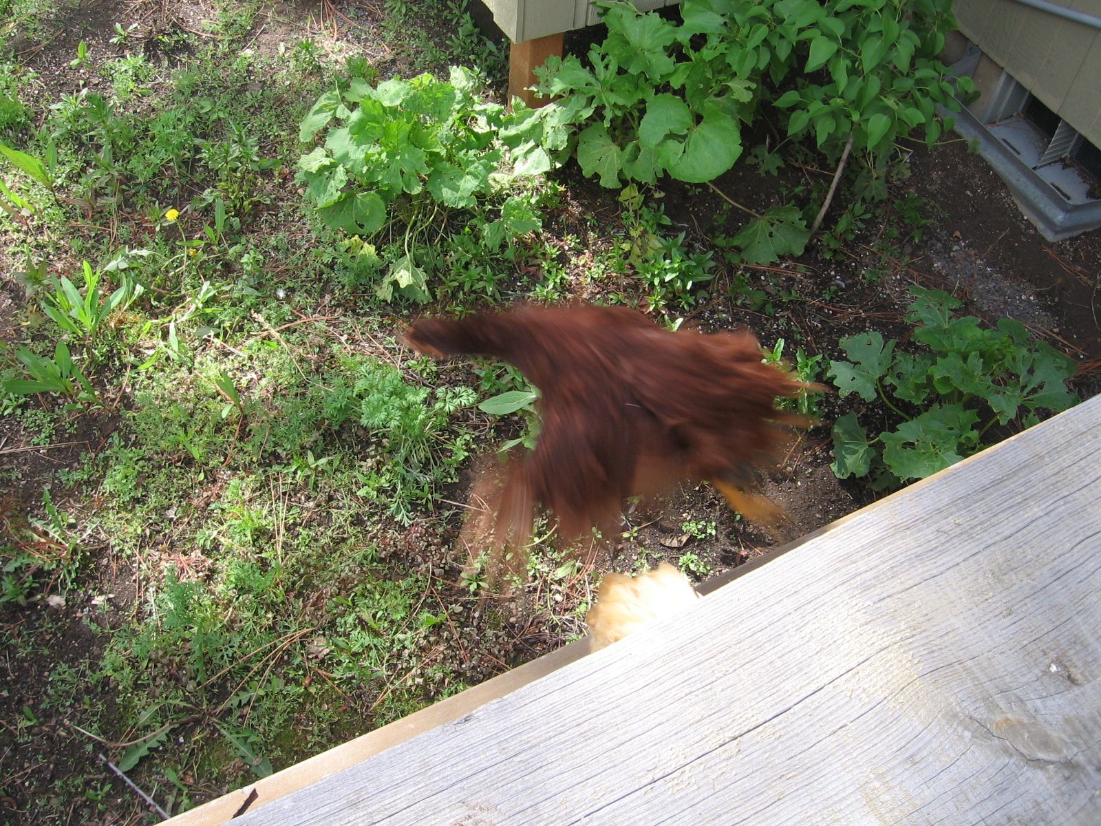 Raising Backyard Cickens! : 8 Steps - Instructables
