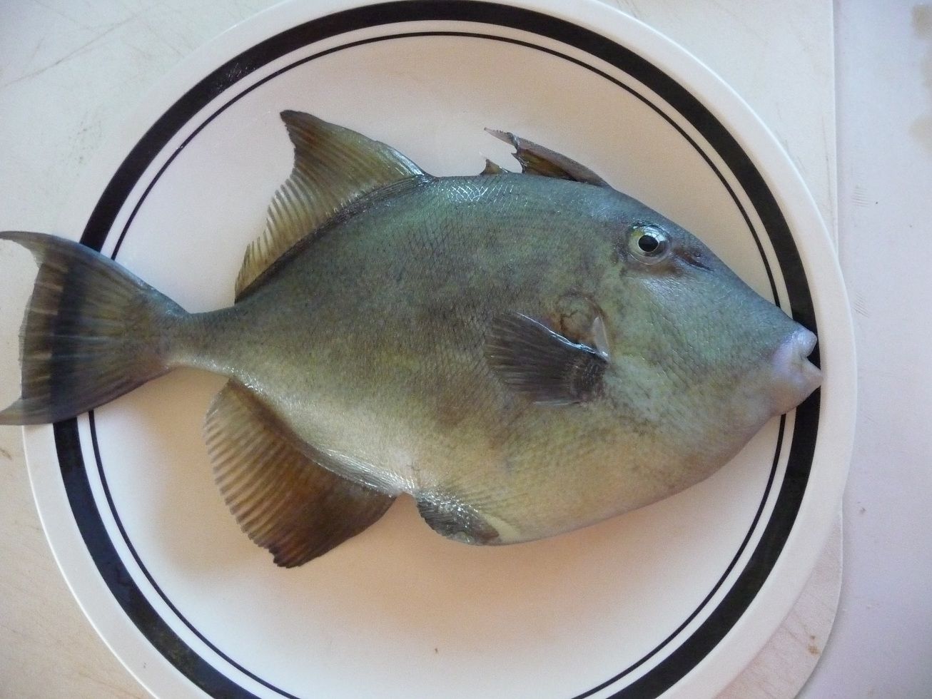 Trigger-Happy Fish Art : 4 Steps (with Pictures) - Instructables