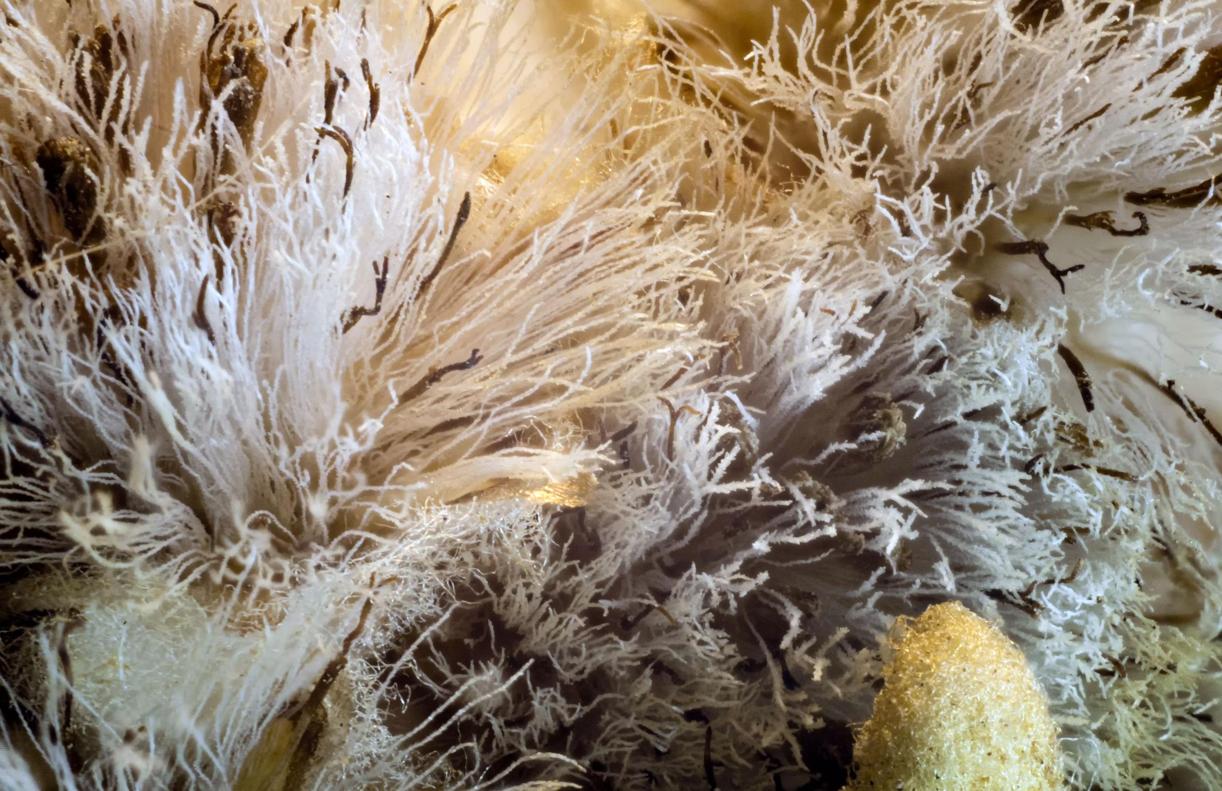 SuperMacro Photo With Cdrom/dvd Rail and Arduino : 7 Steps (with ...